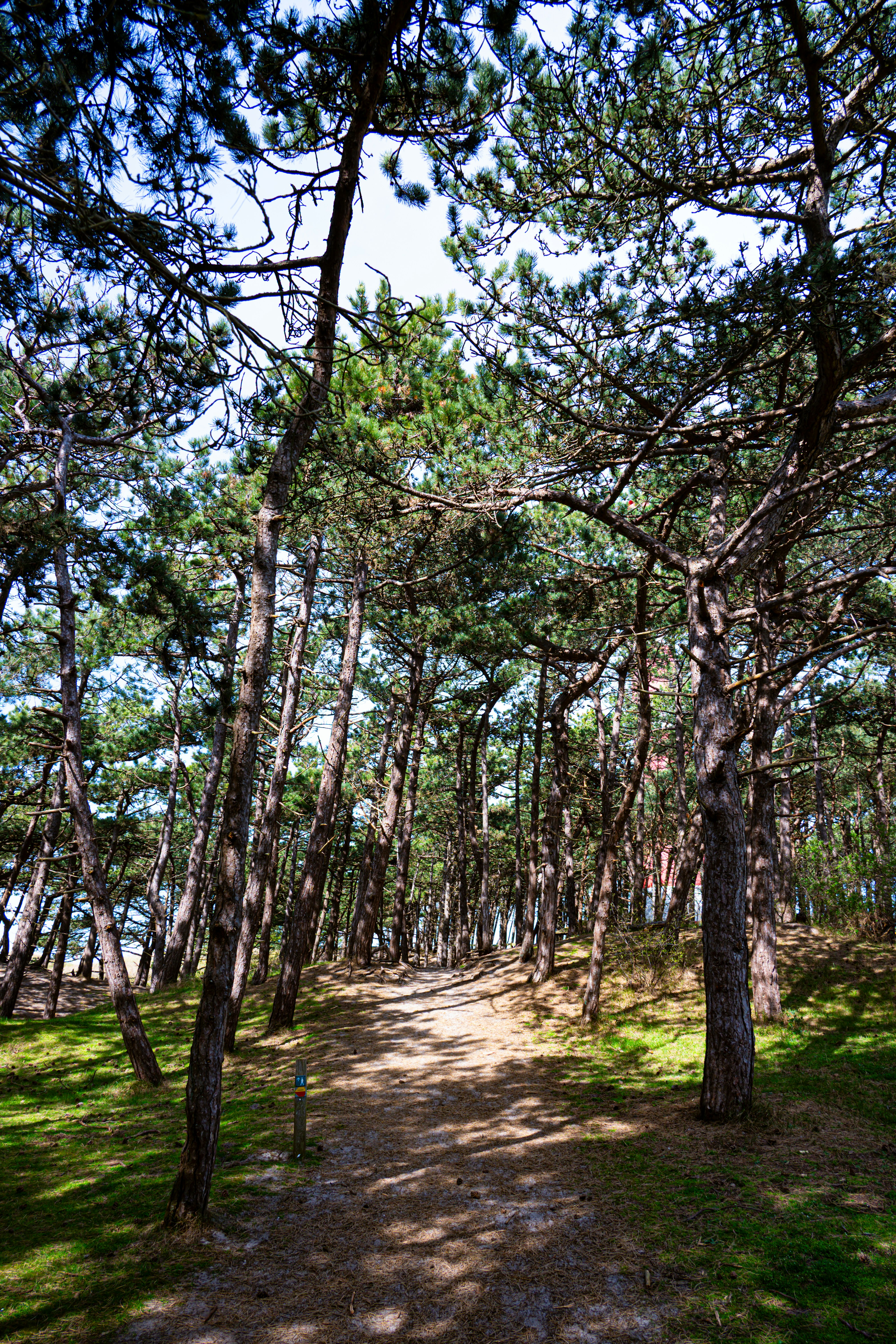 Pine Alley: A Sunlit Path Winding Through a Quiet Forest