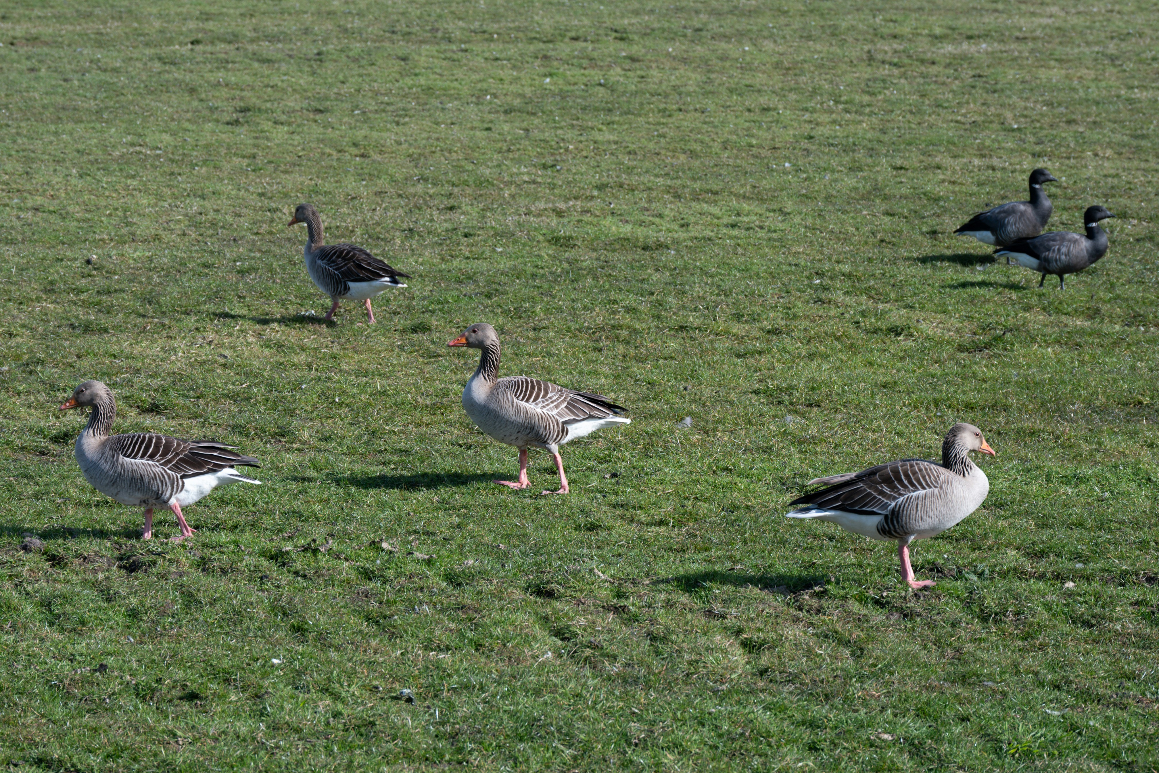 Grazing Geese: A Quiet Row in the Green