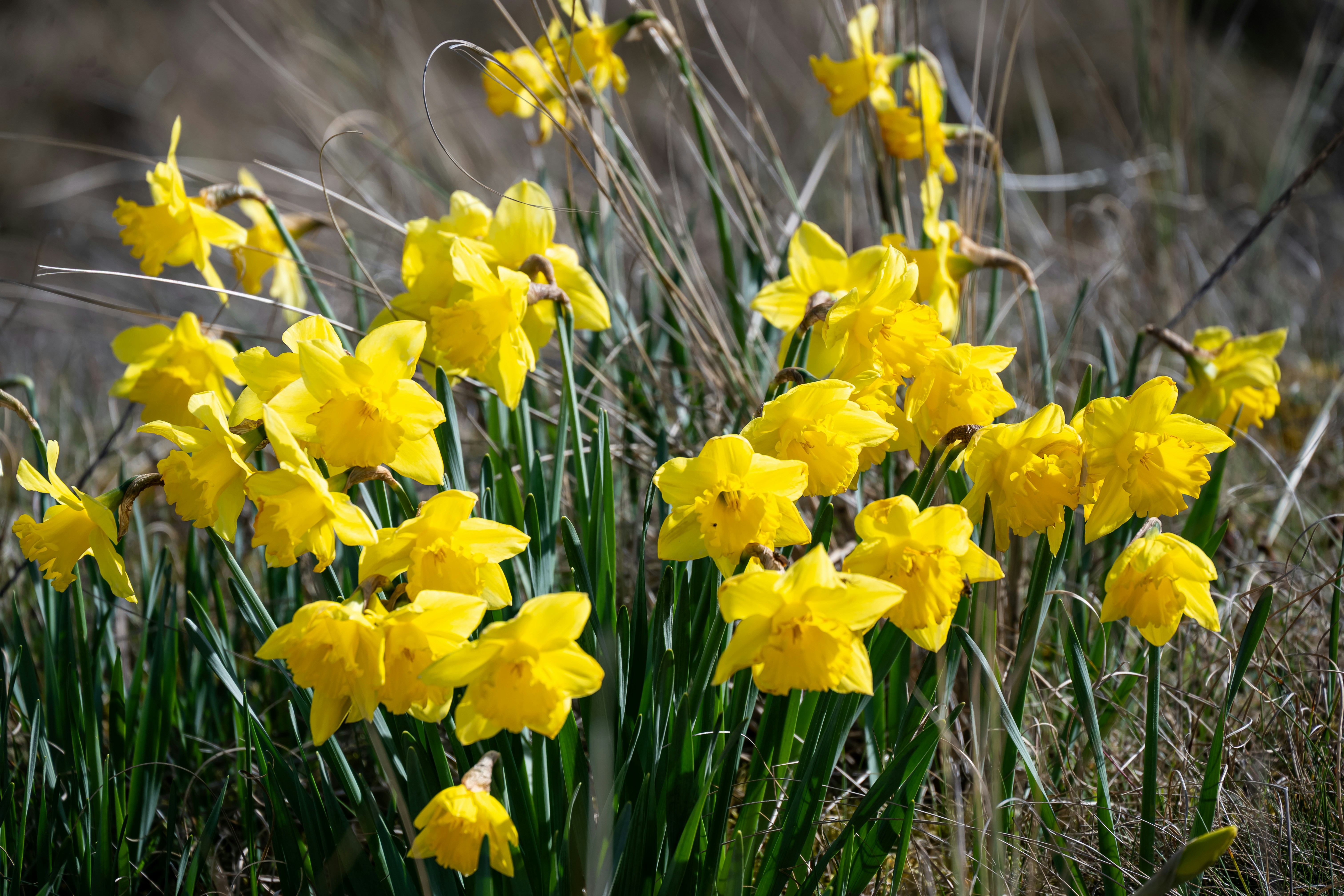 Yellow Crown: A Meadow of Daffodils in Full Bloom