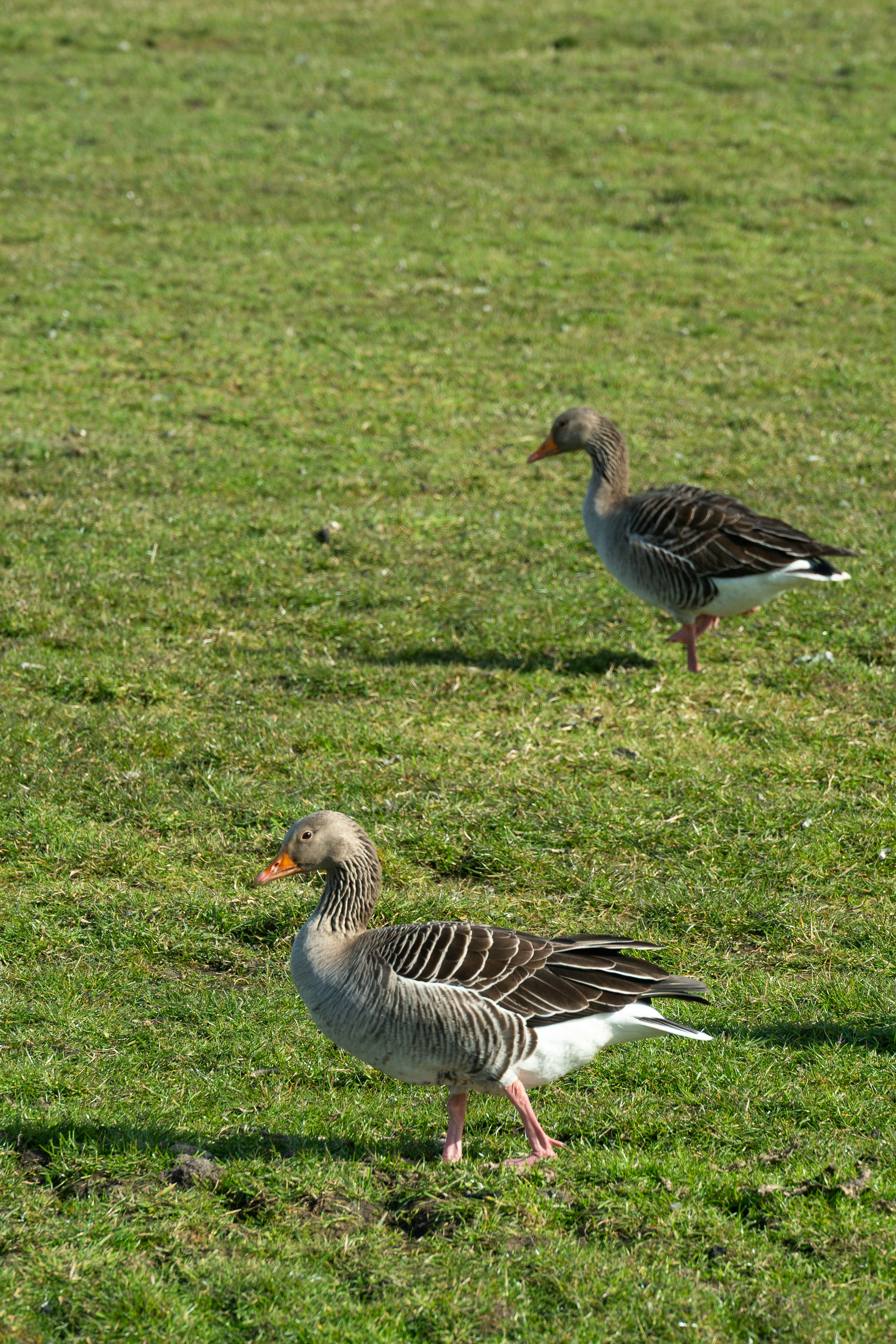 Two Geese in Sunlit Field: Quiet Aggregation