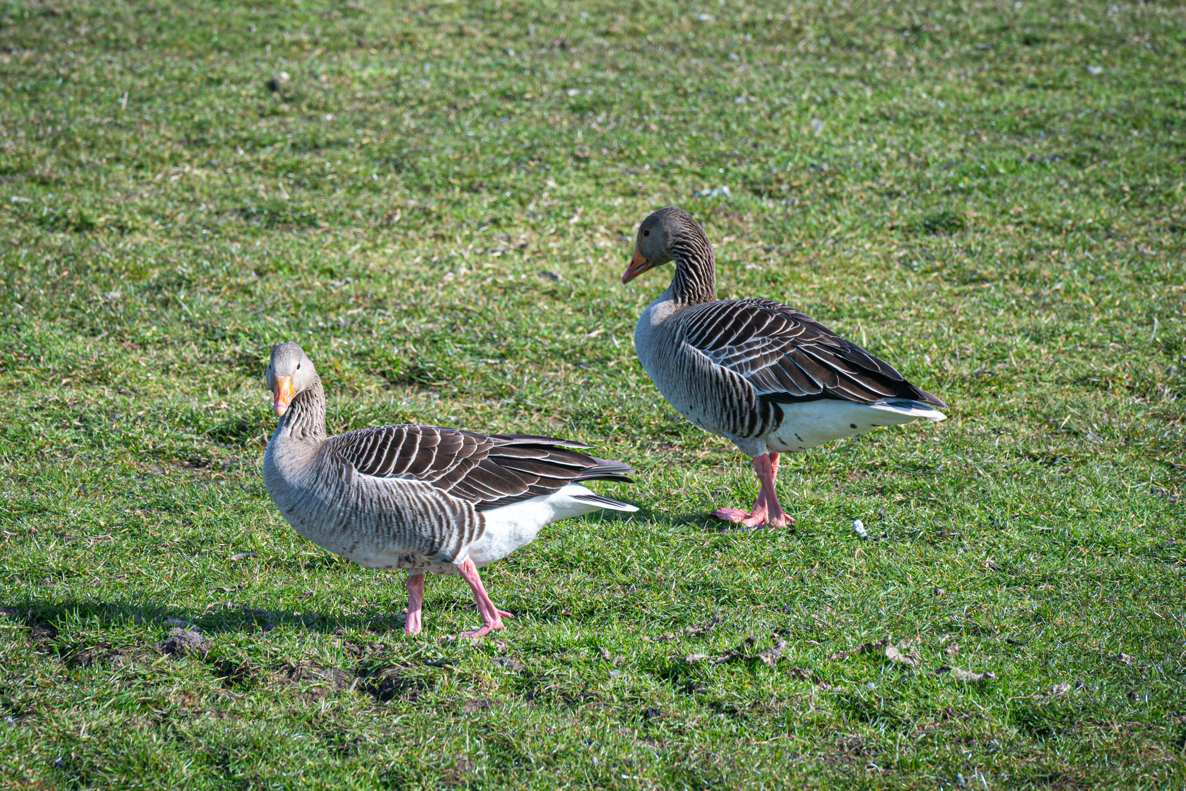 Two graceful greylags loaf along sunlit turf