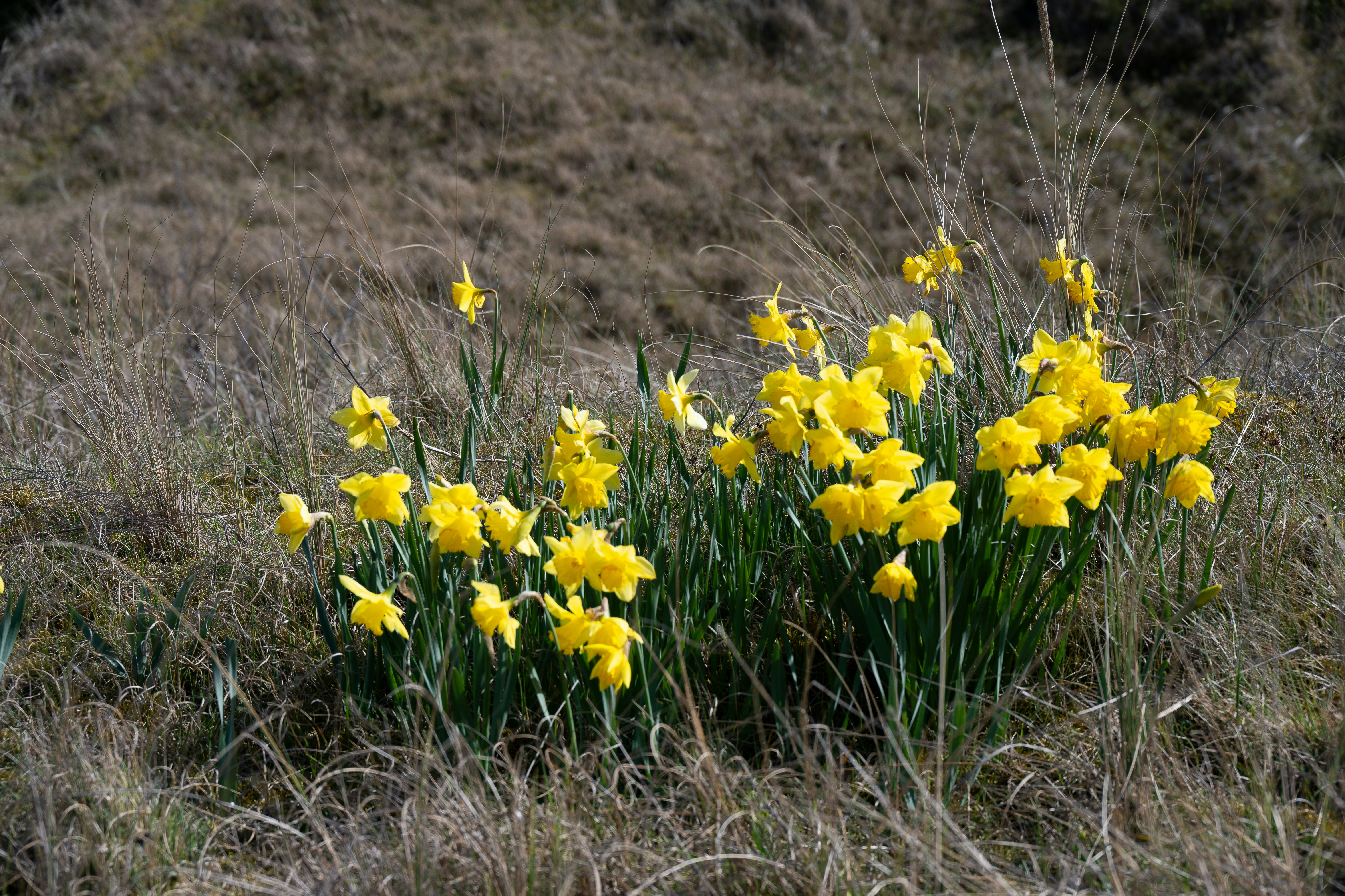 Cluster of bright yellow daffodils rising from a dry meadow
