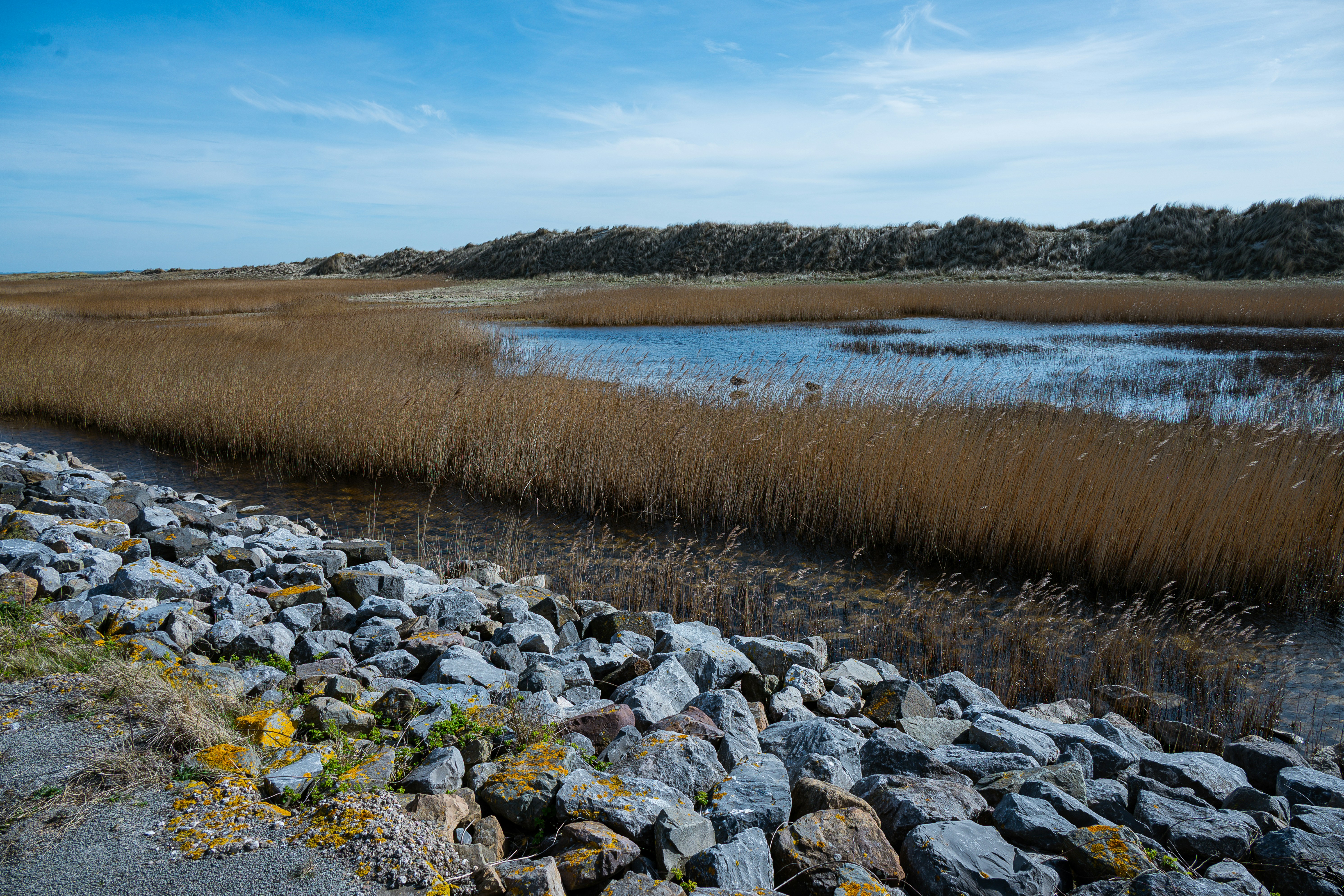 Rocky bank beside a reedy pond under a blue sky.