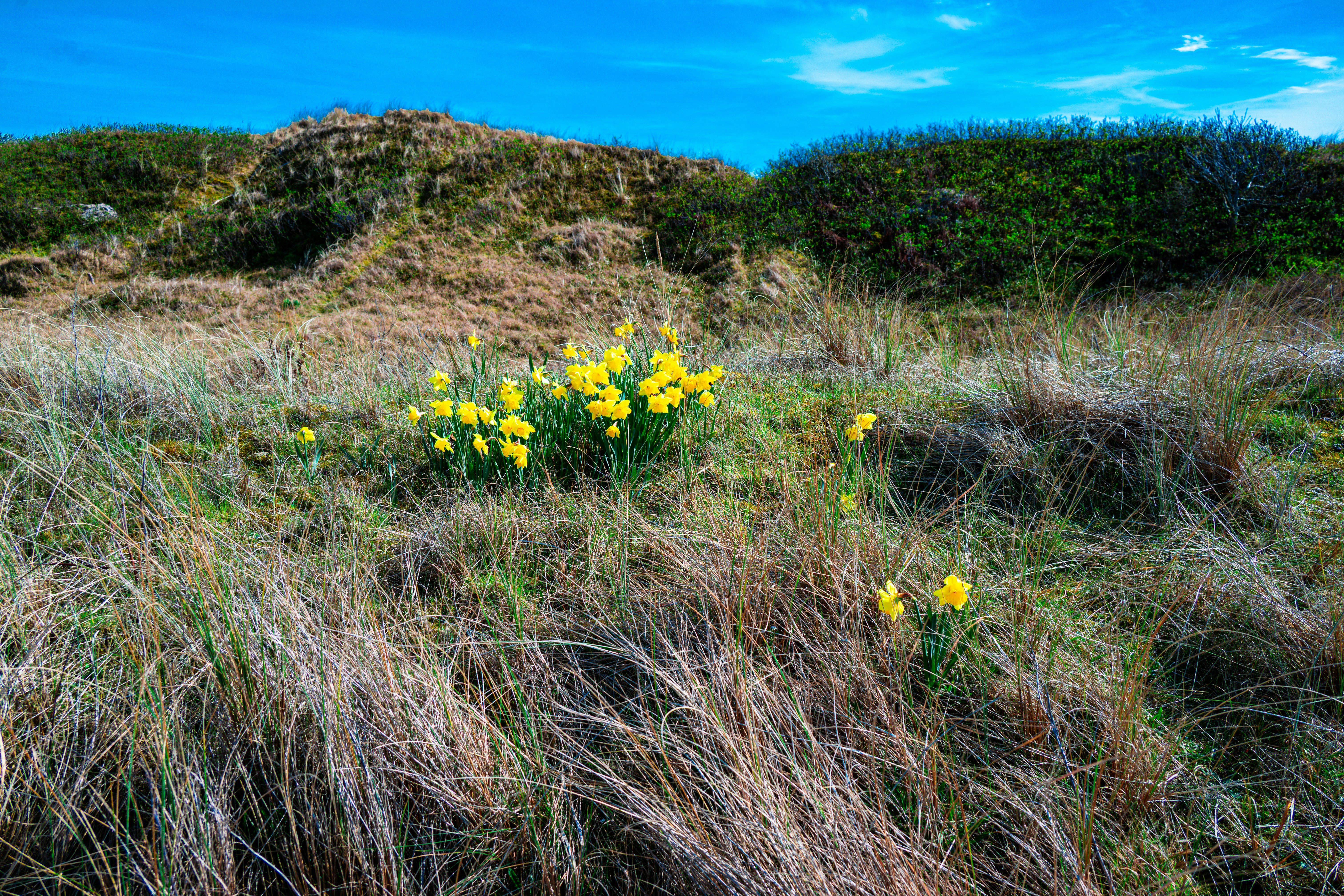 Sunlit Yellow Daffodils Spreading Across Dune Grass