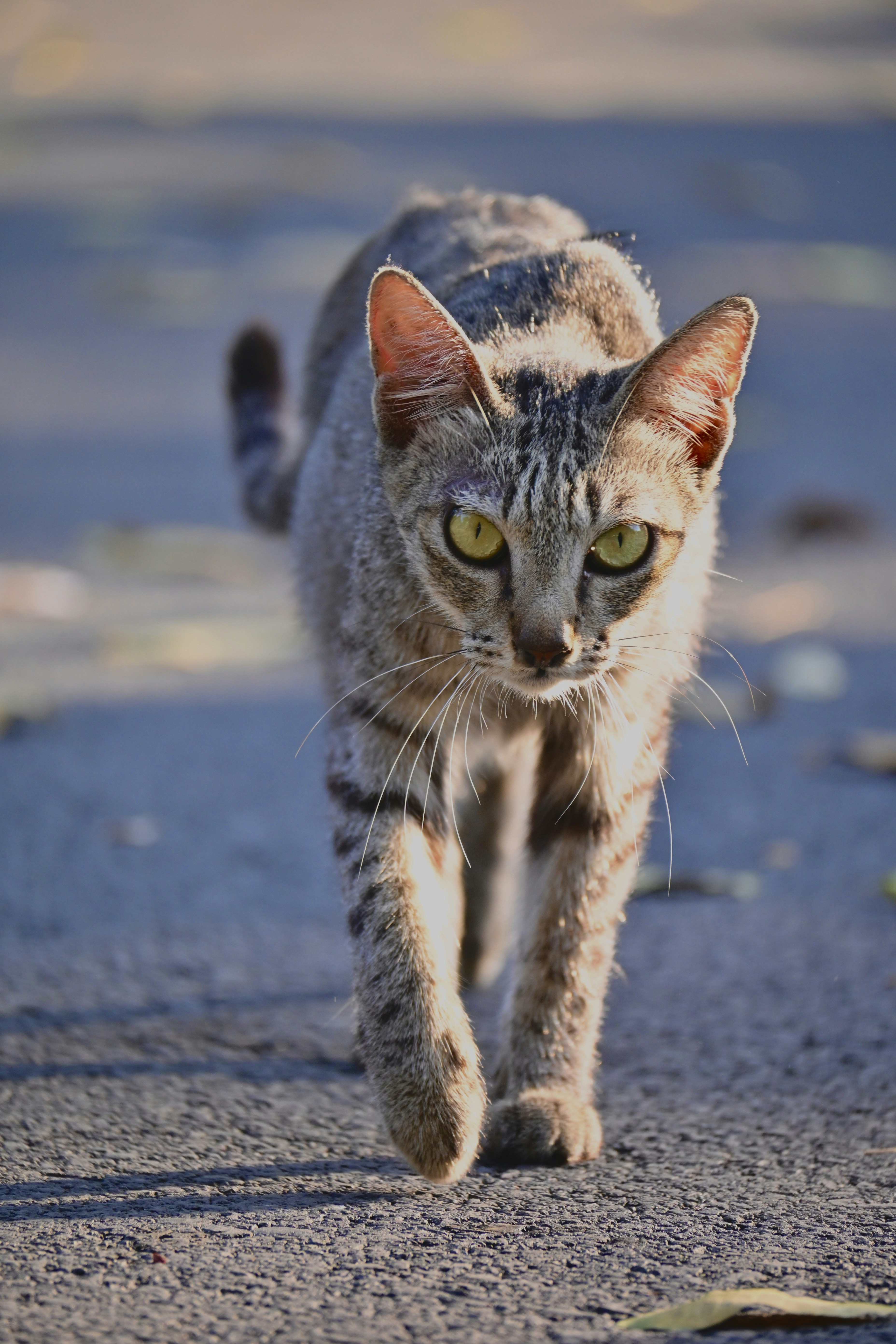 Cat in Focus: A Curious Stride Along the Quiet Road