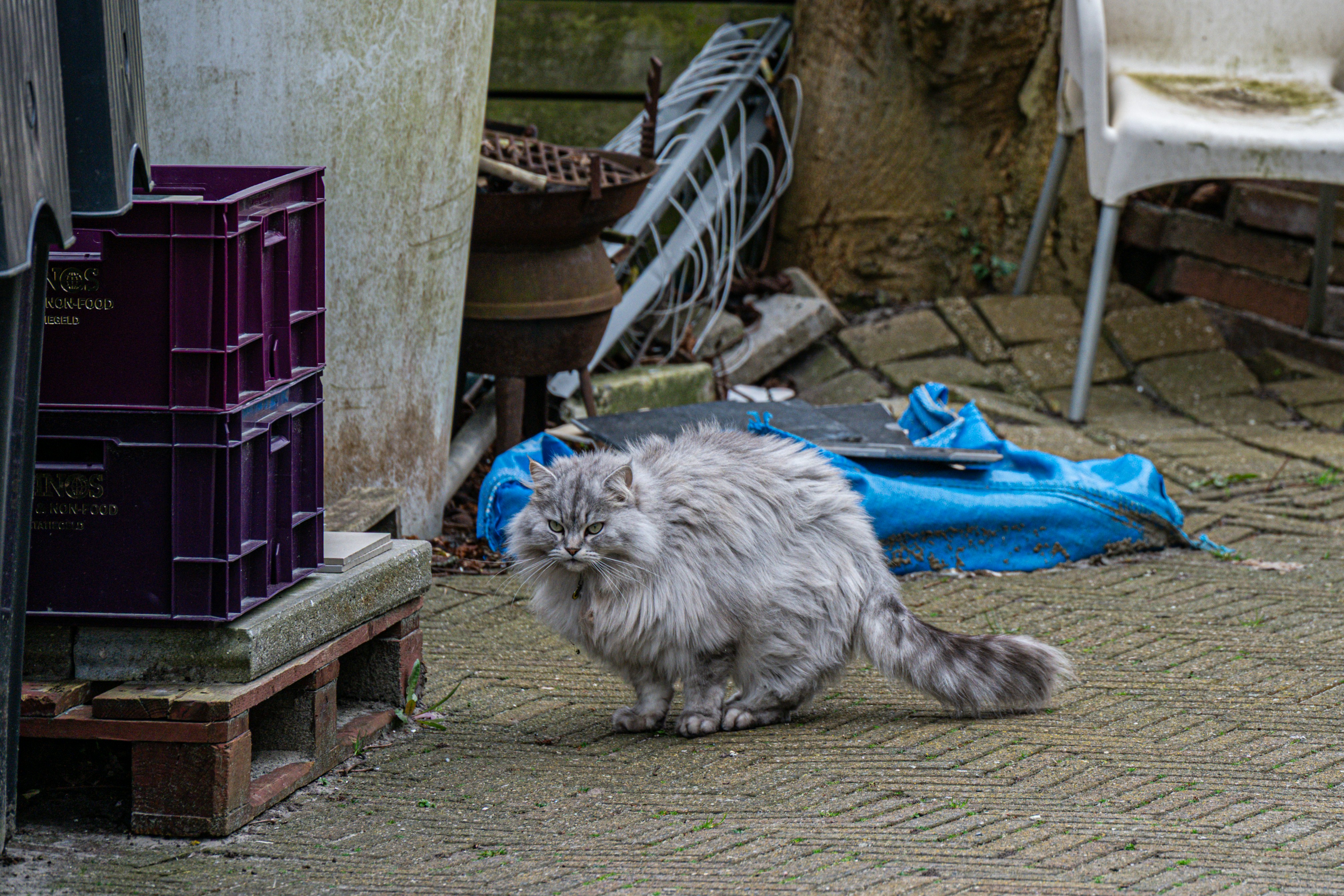 Fluffy Watcher Under the Cluttered Yard