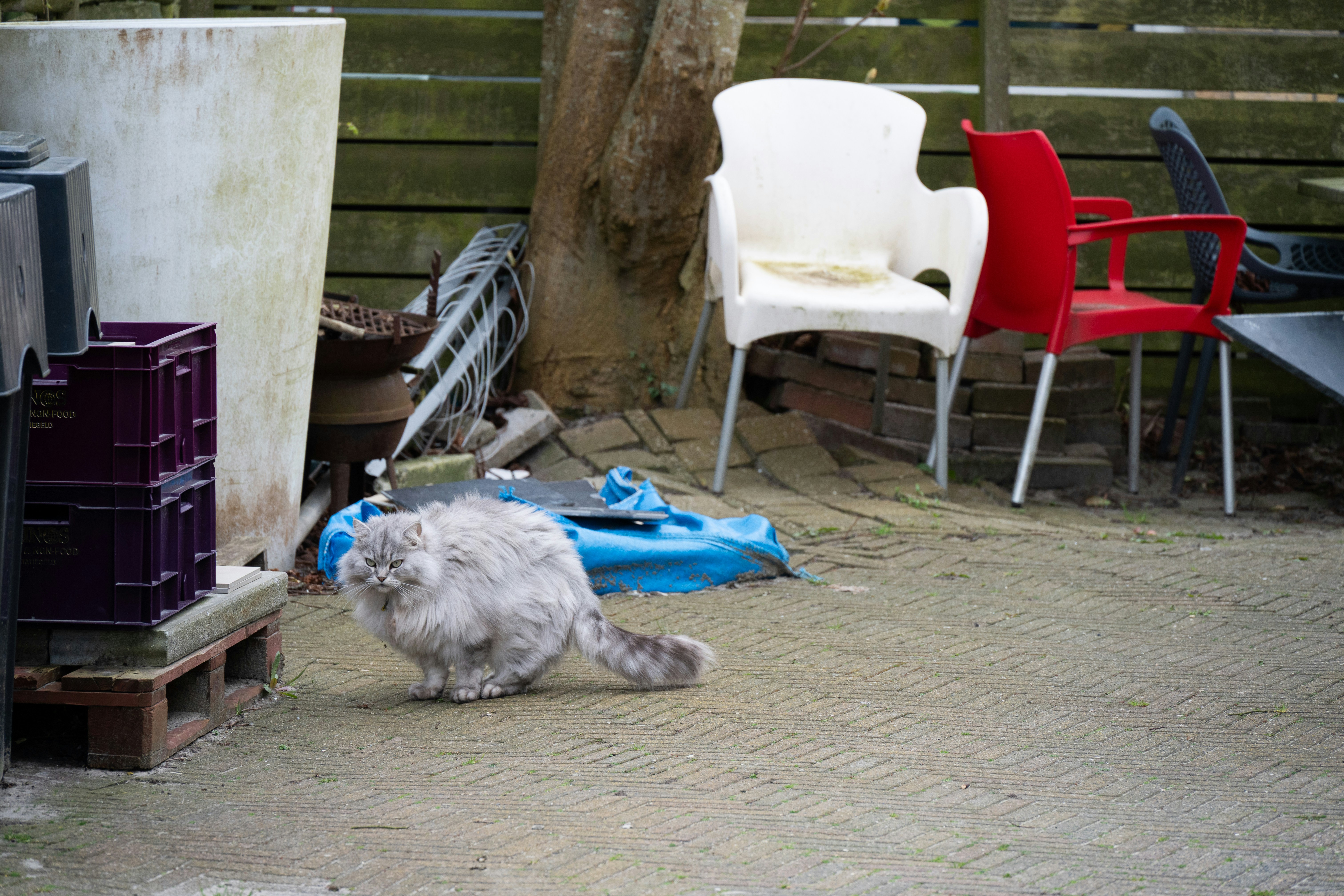 Gray cat crouches on a paved surface amid scattered items and outdoor furniture in a backyard setting.