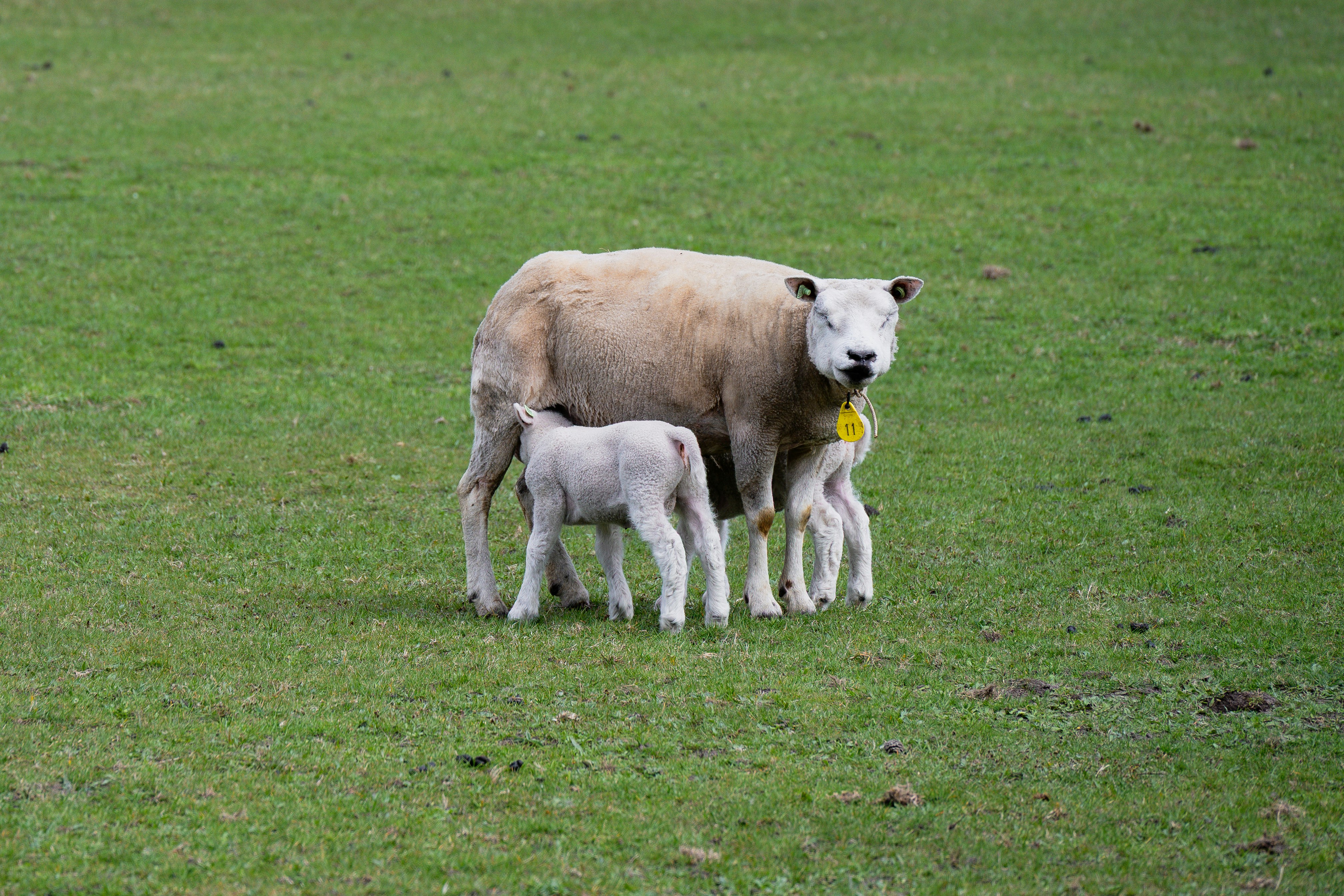 Mother and Cradle: A ewe and her lamb in a quiet field