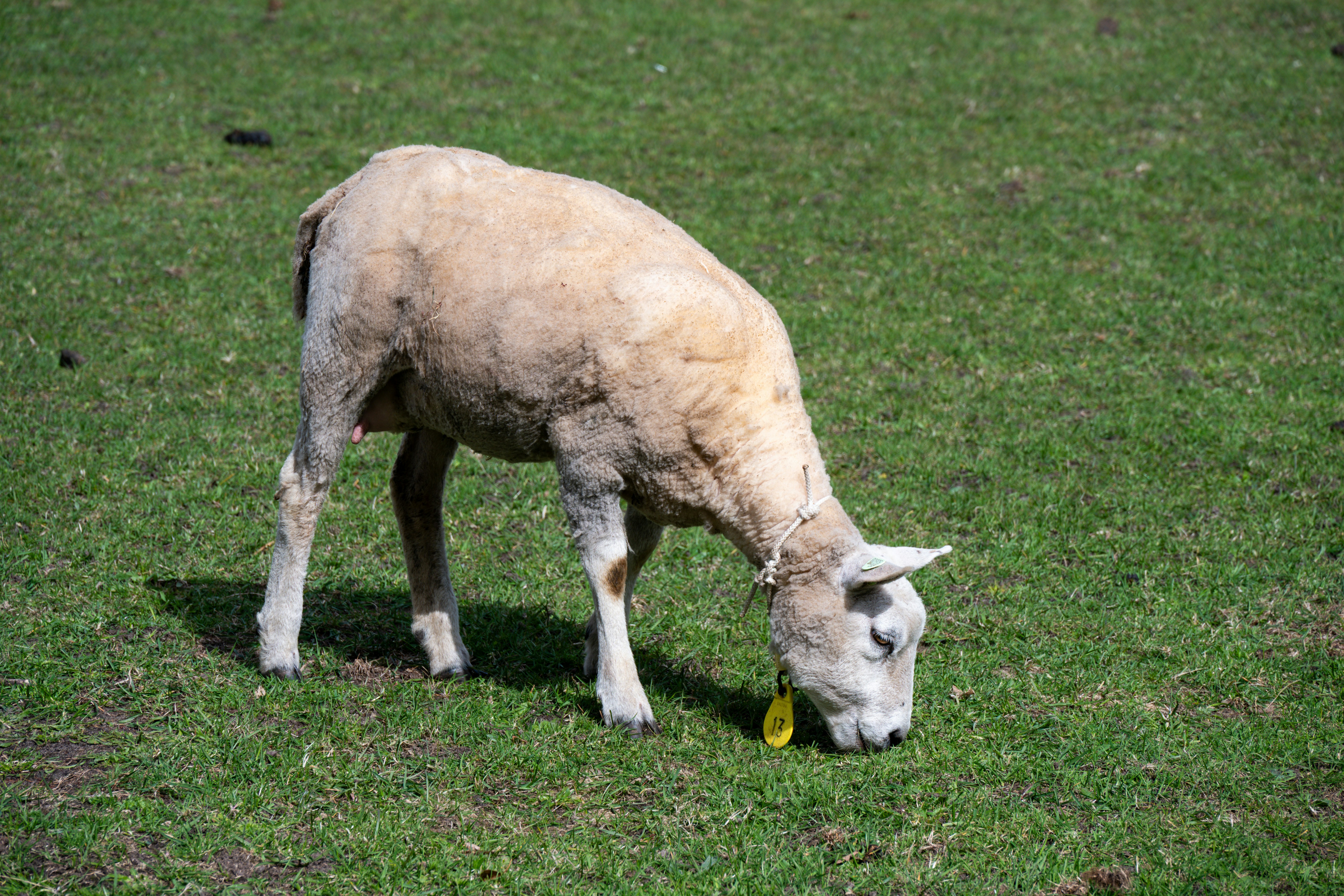 Pasture Grazing: A lone sheep/grazing bovine in sunlit field