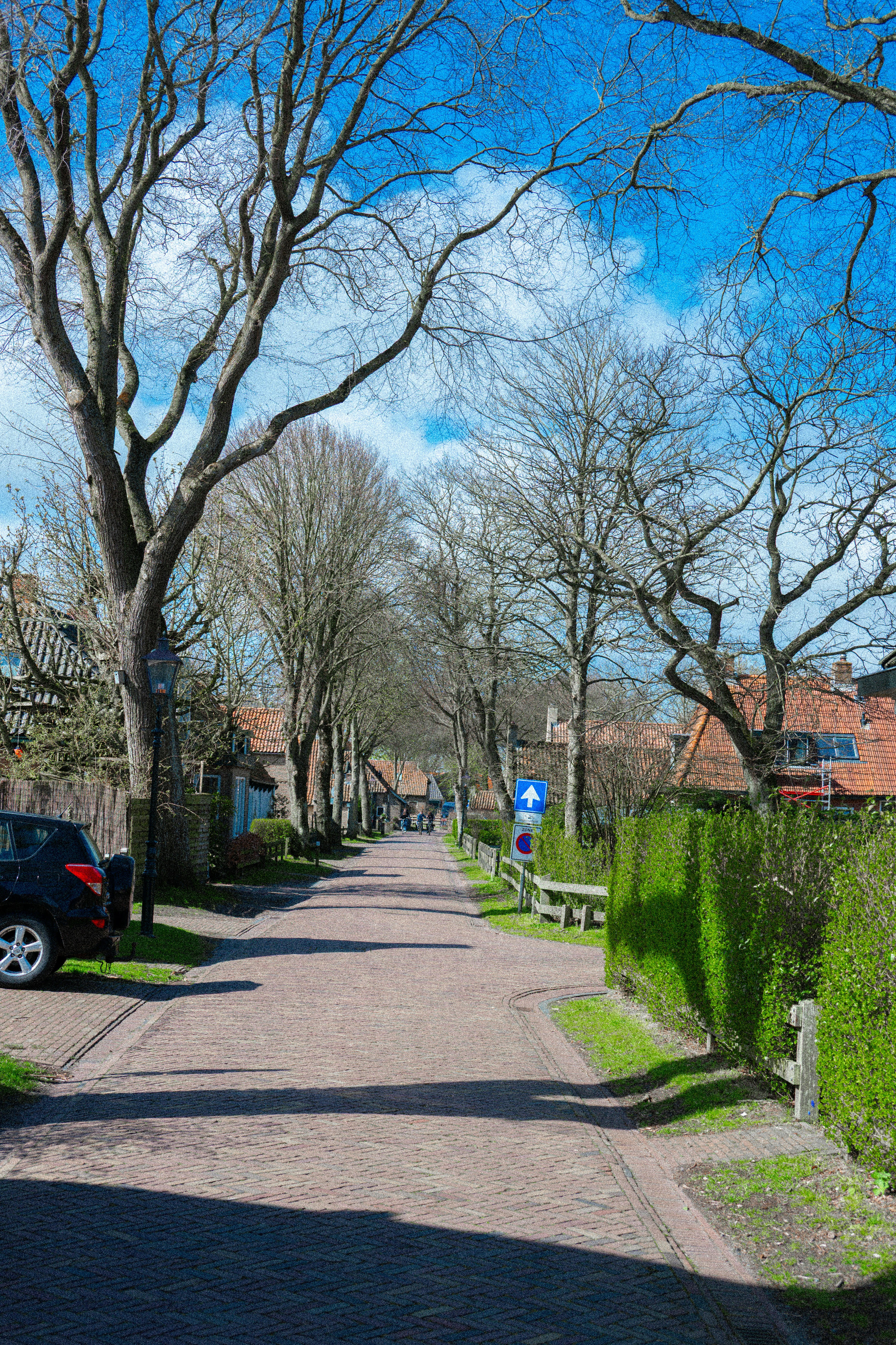 Sunlit Dutch Street Corridor Framed by Leafless Trees