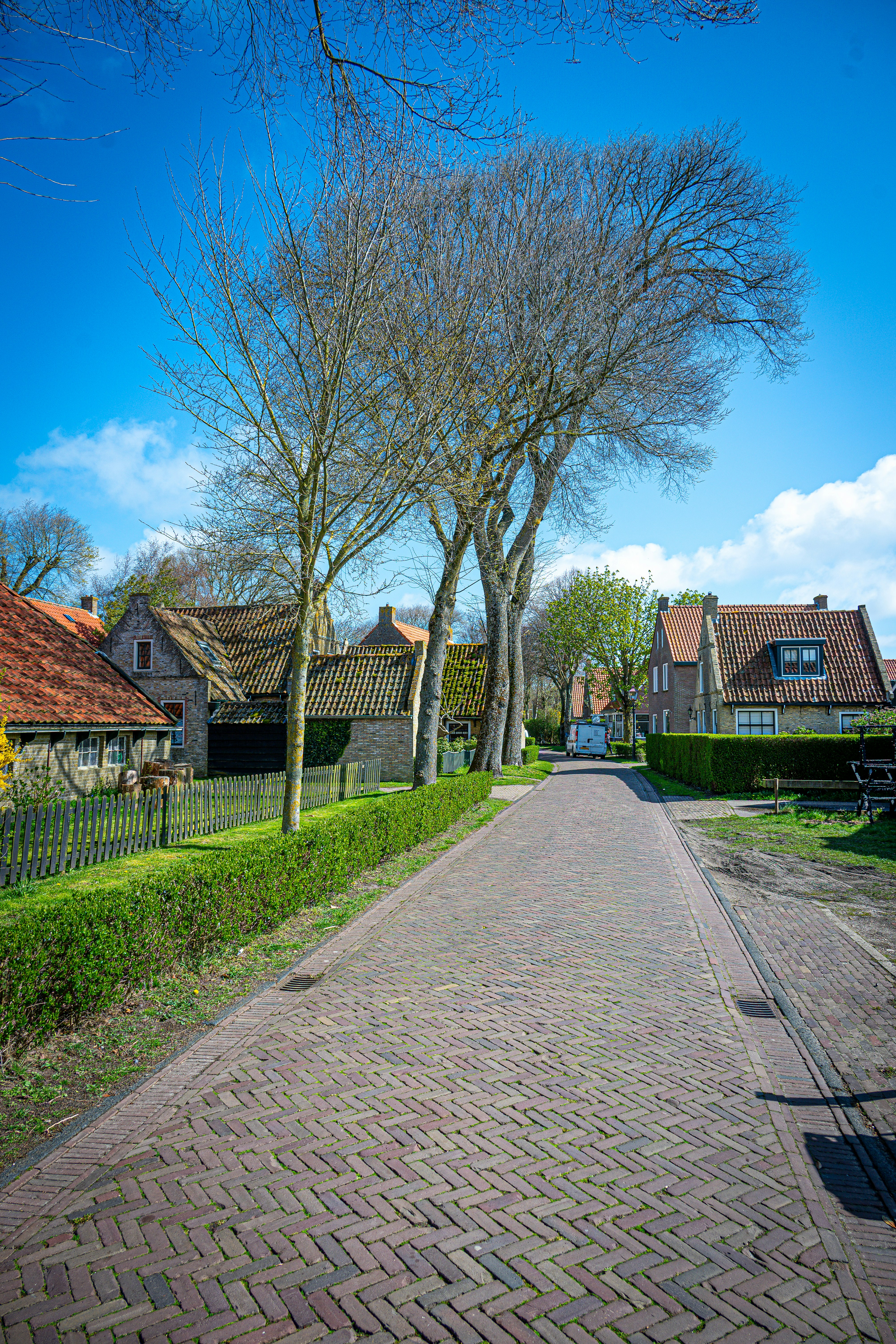 Tree-lined Dutch Street Breathes Beneath a Bright Sky