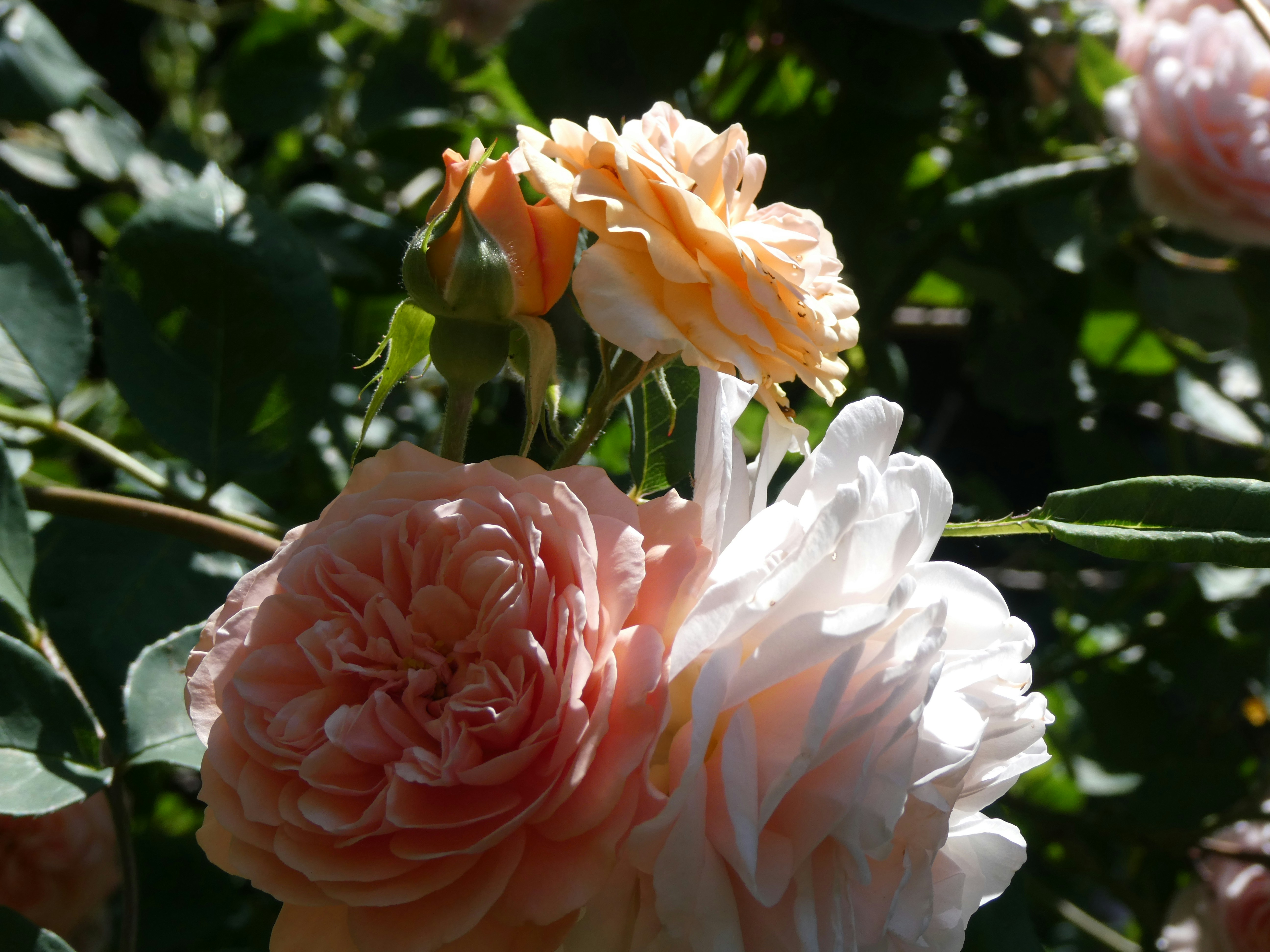 Englische Strauchrose