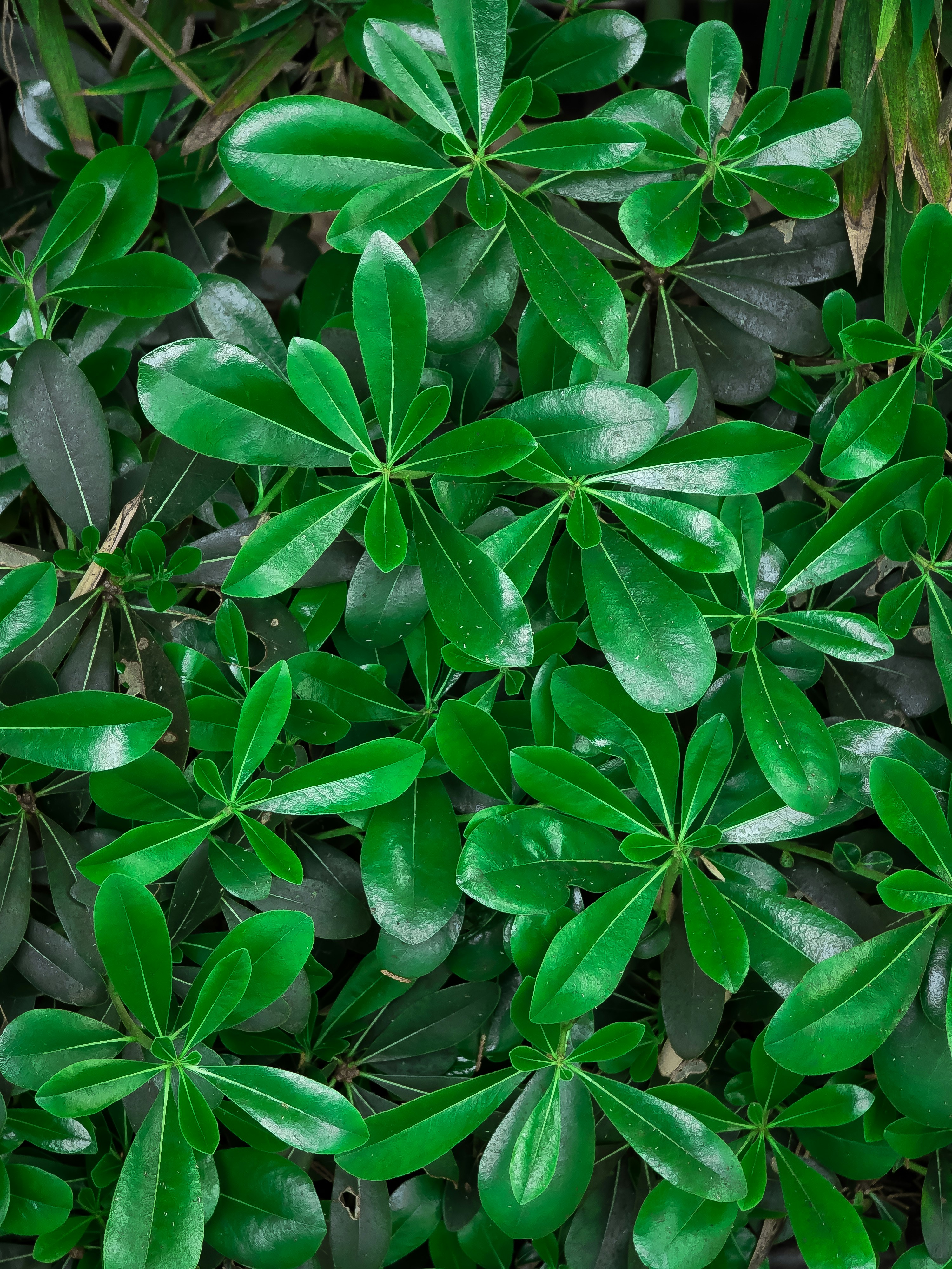 Verdant Rosettes: A Close Clutch of Glossy Green Leaves