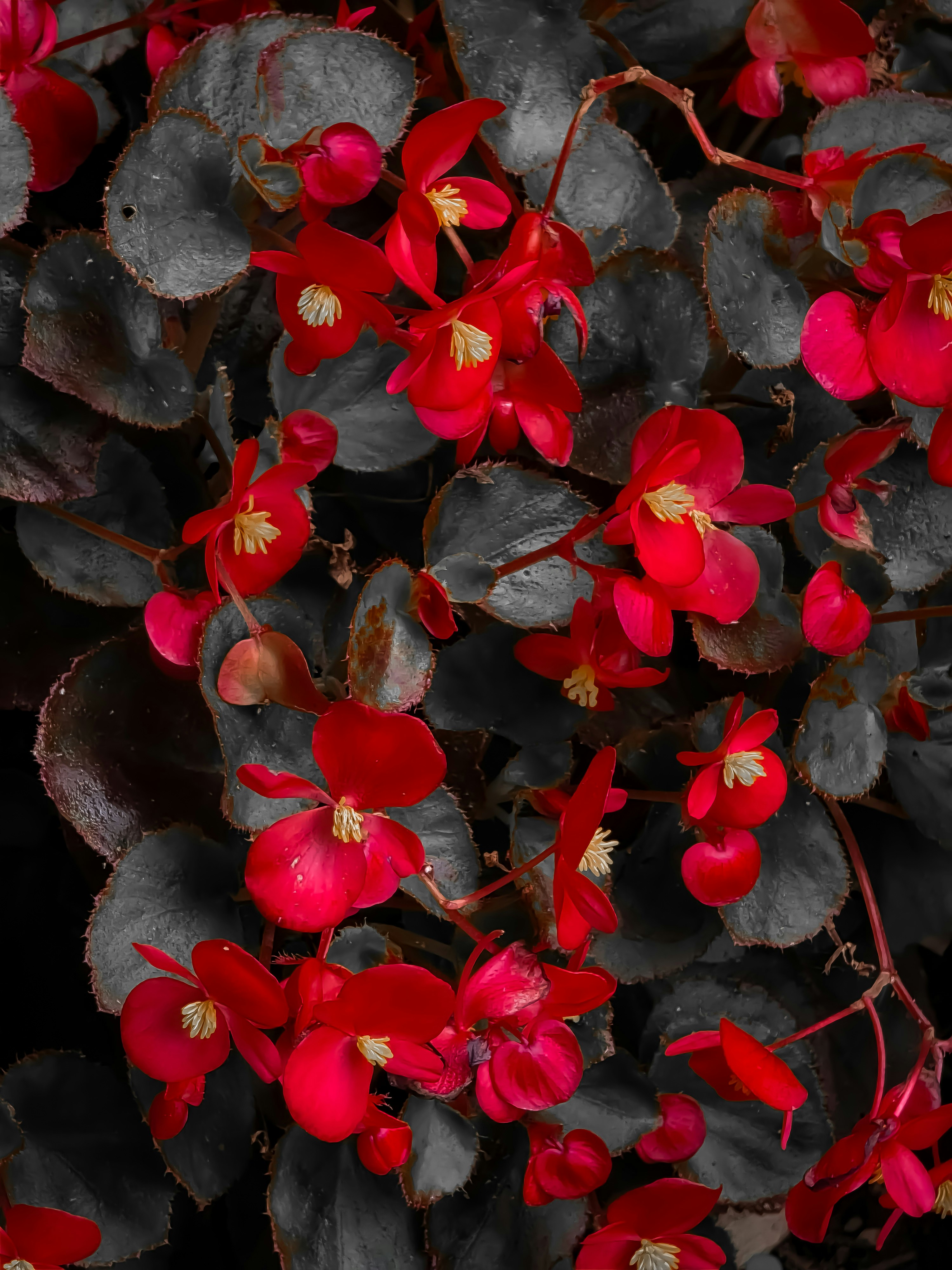 Crimson Blooms Amidst Dusky Foliage