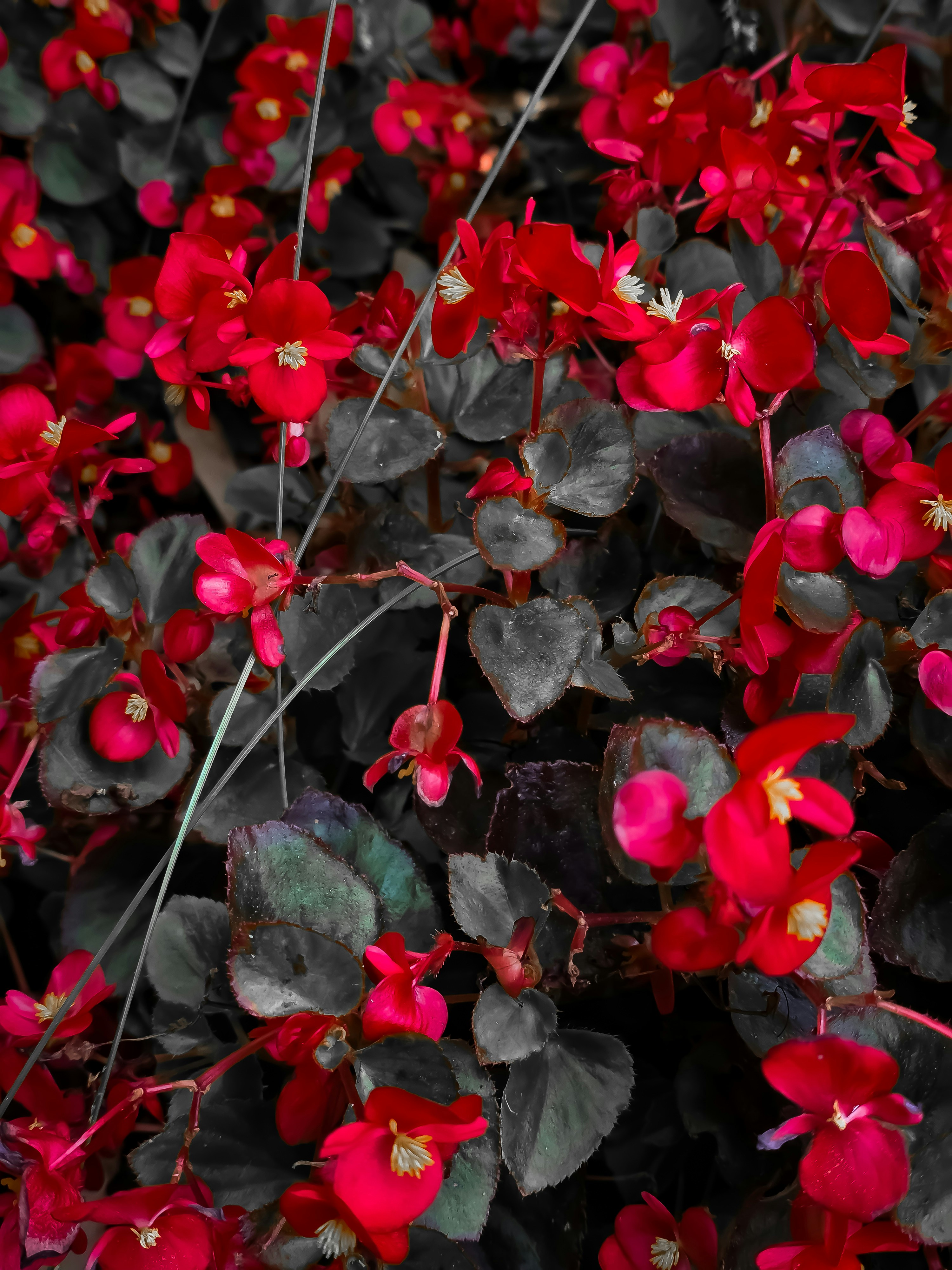 Crimson Blooms: A Velvet Carpet of Begonias