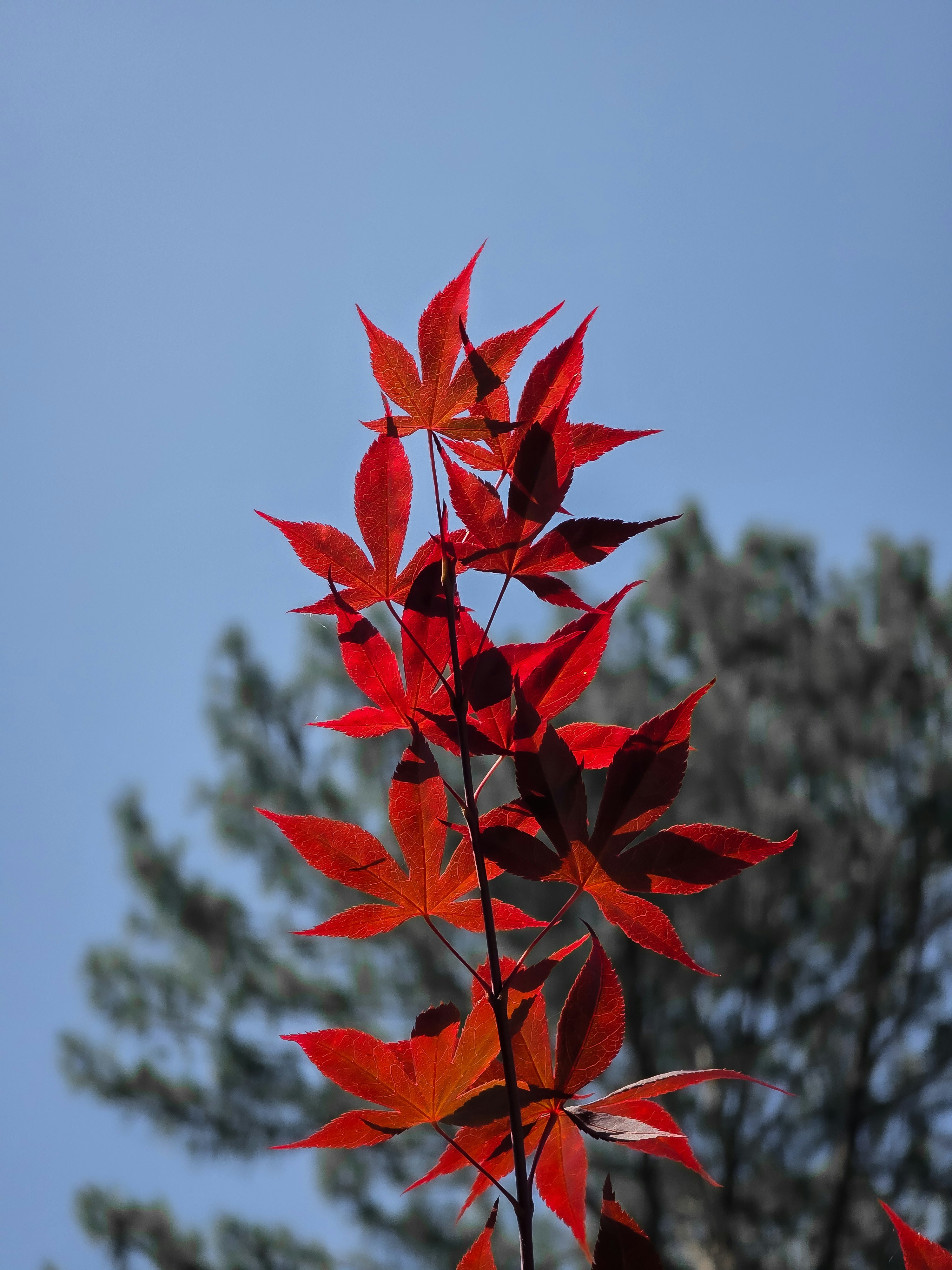 Crimson Maple Reach Against a Clear Sky