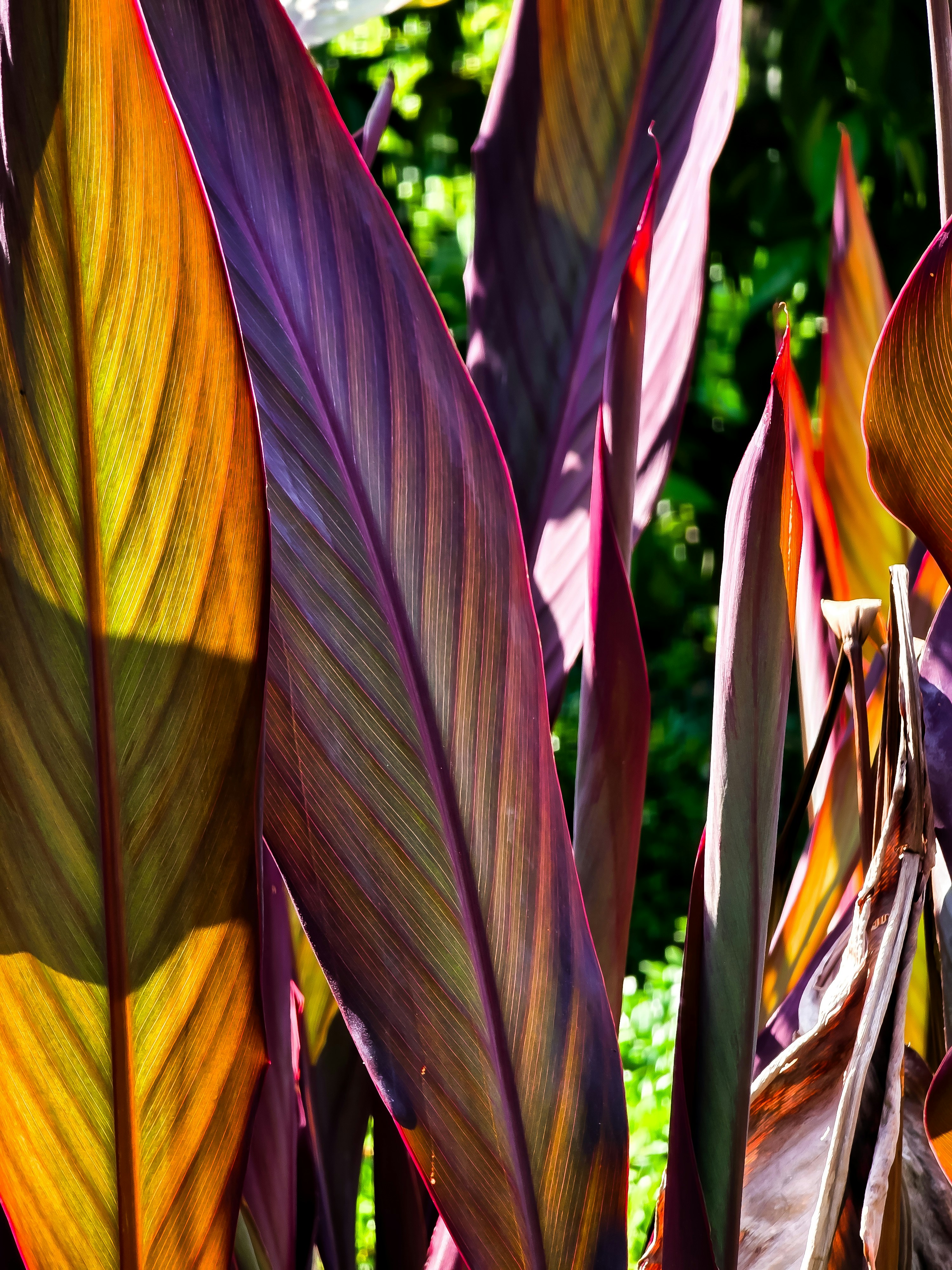 Crimson-Tea Leaves: Sunlit Canvas of Purple Foliage