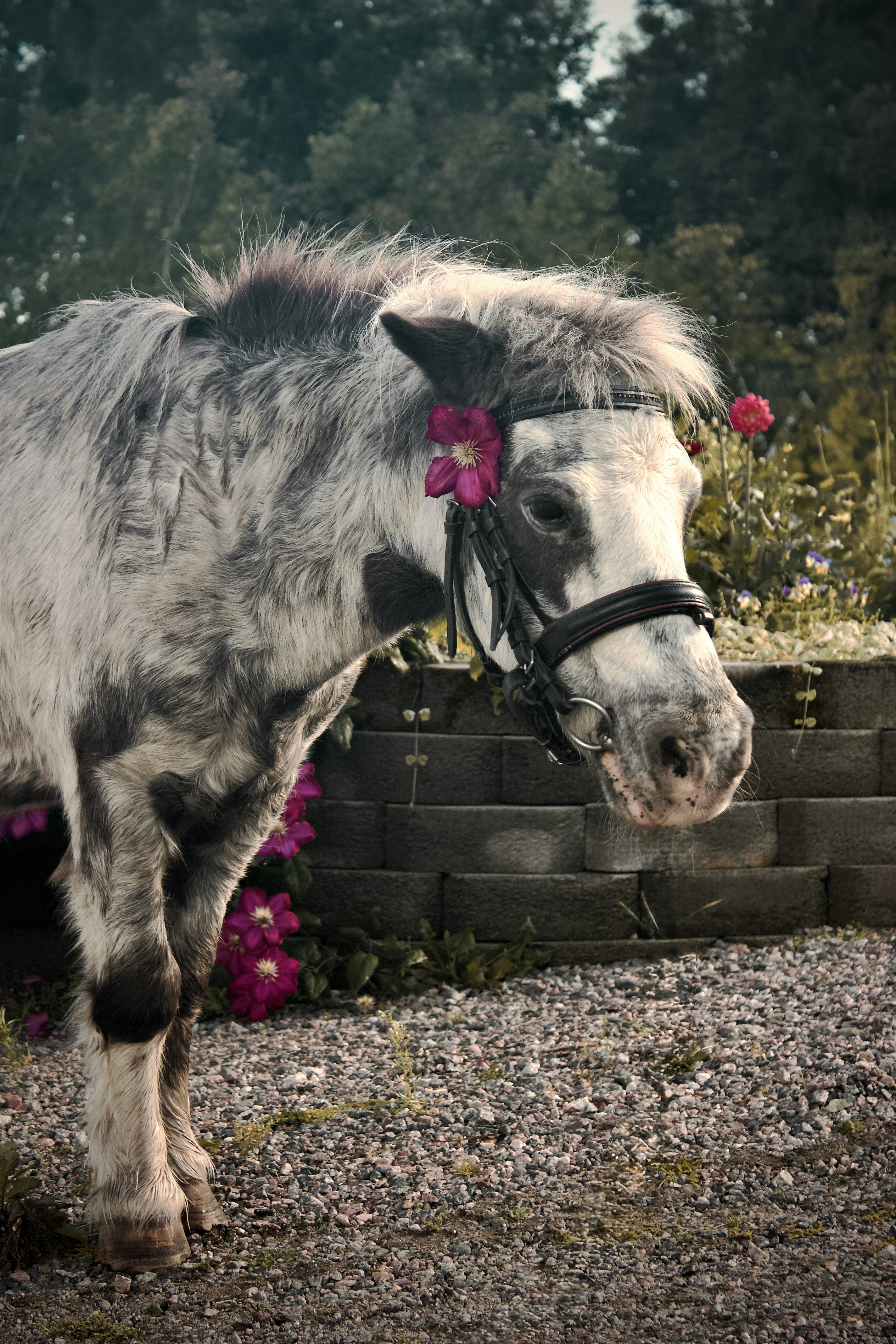 Grey pony with a pink flower crown beside a stone wall
