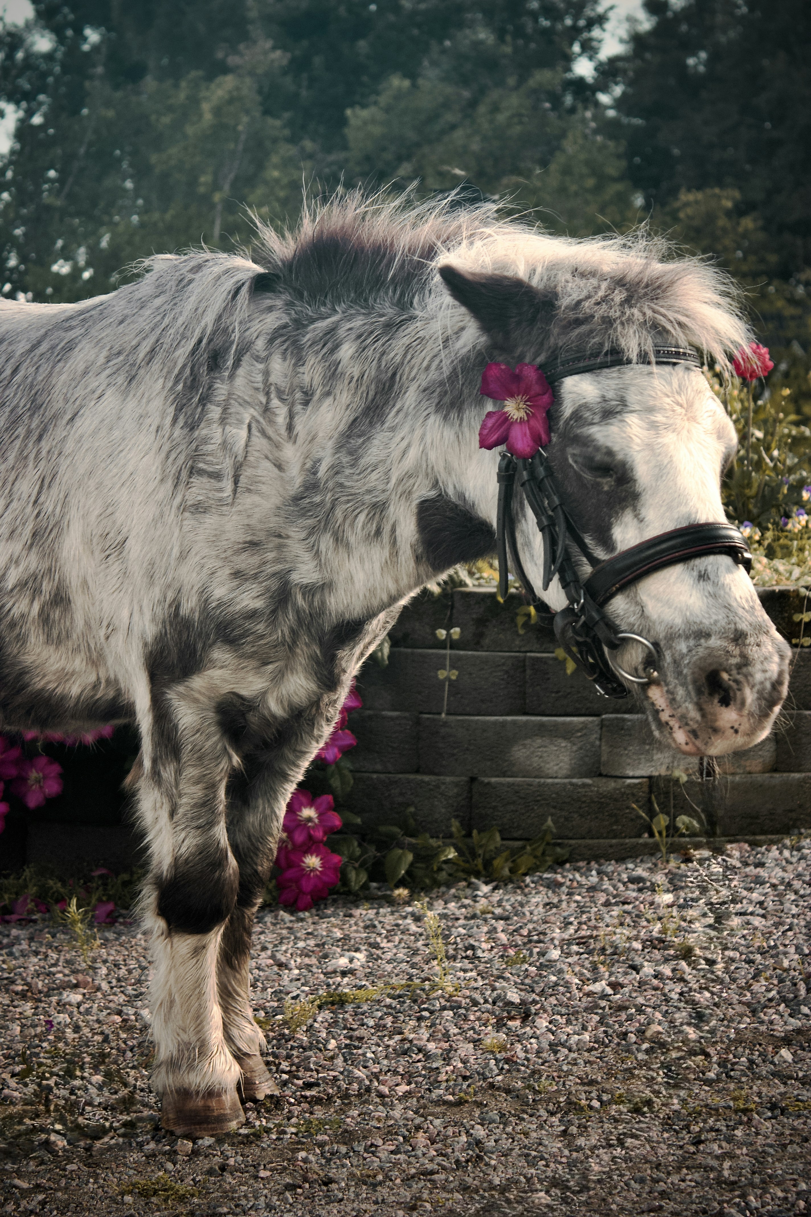 Grey horse with pink flower headband stands beside a stone wall and flowering plants in a gravel yard.