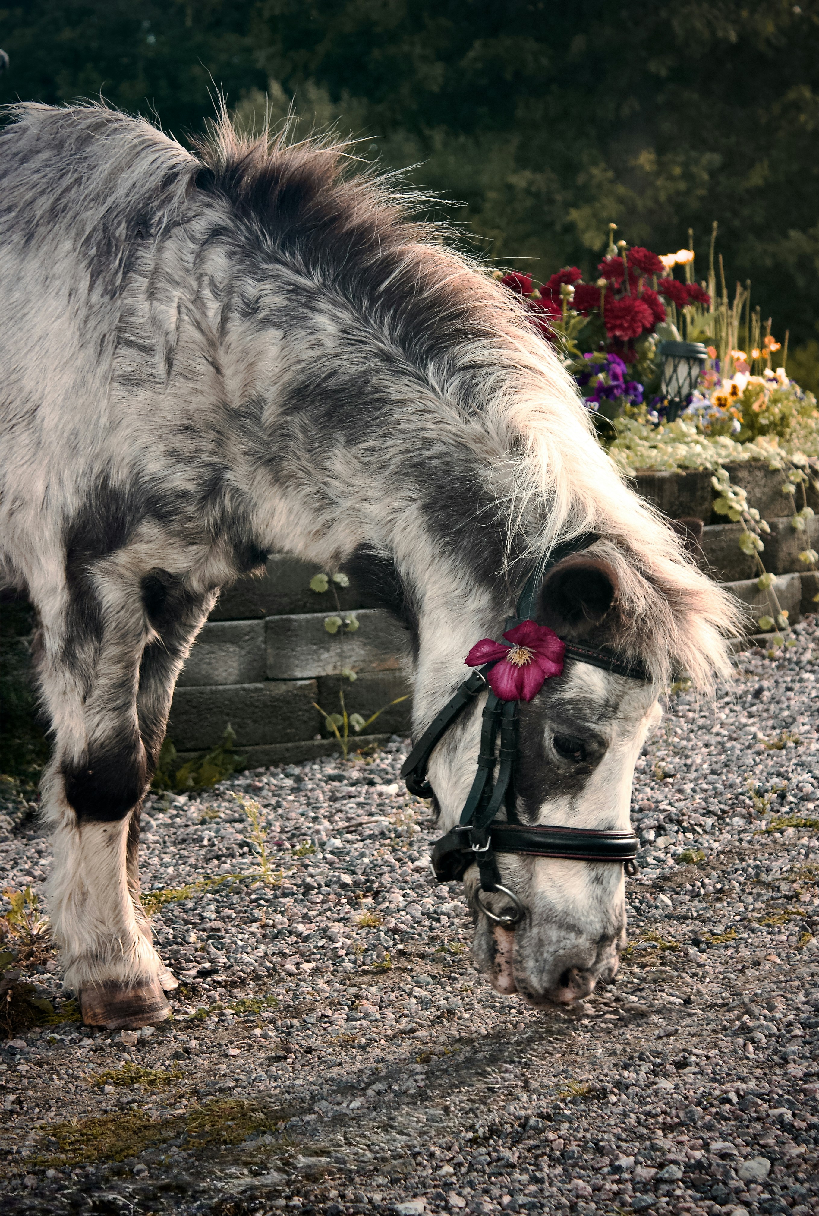 Gray horse grazing near a flower-adorned memorial