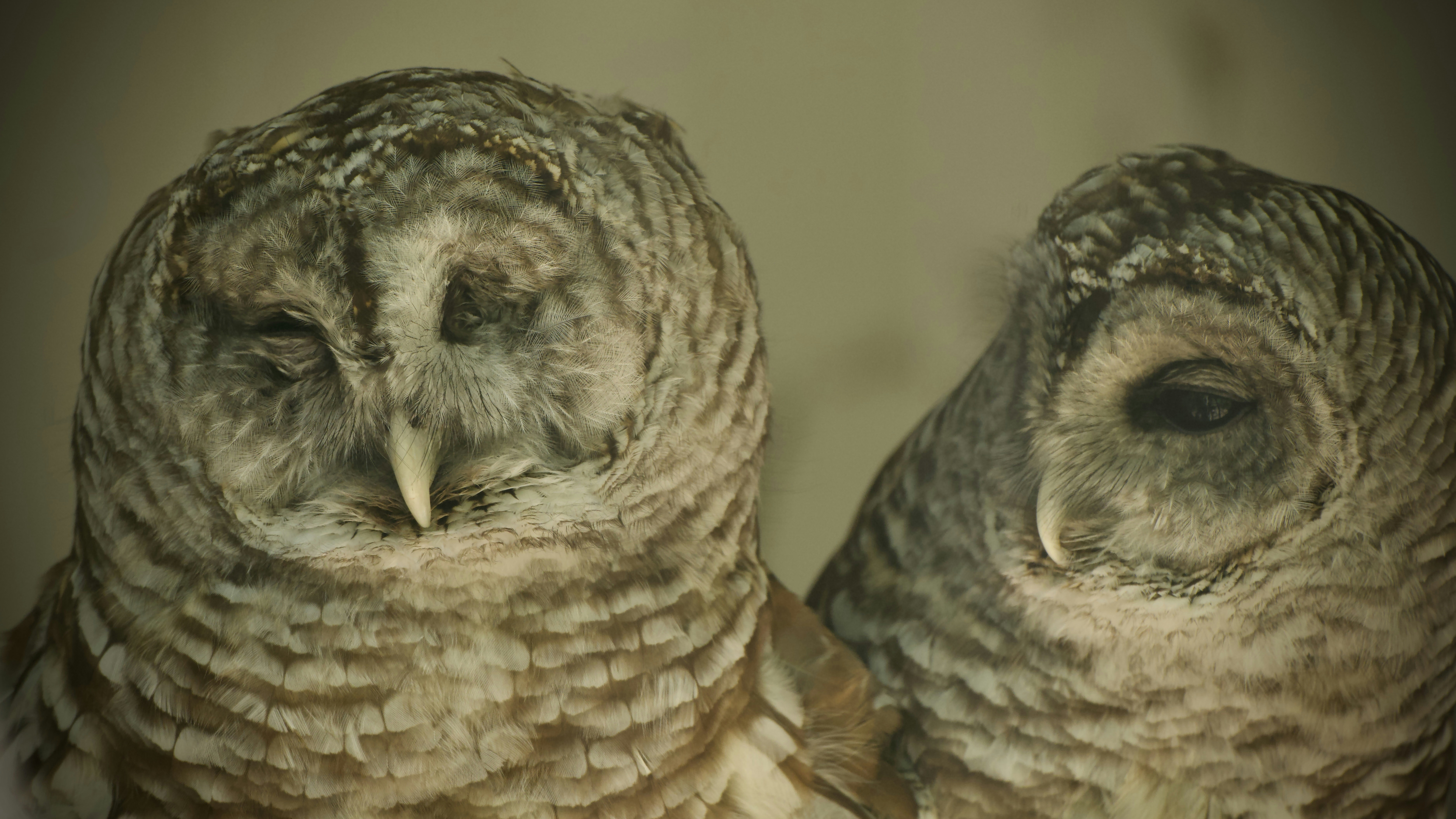 Silent Companions at Dusk: Two Barred Owls in Close Portrait