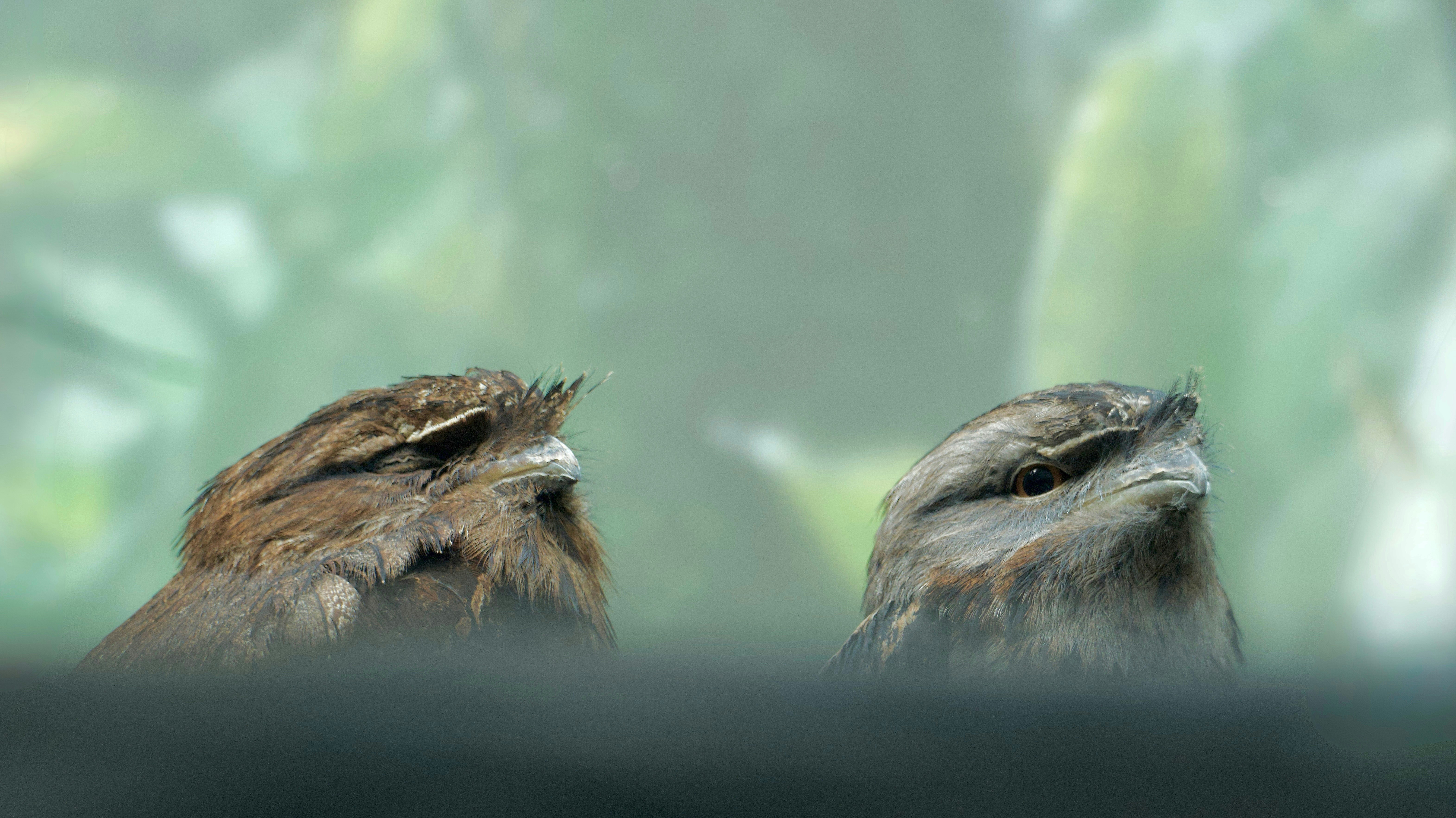 Two fledgling wrens perched behind a blurred foreground edge