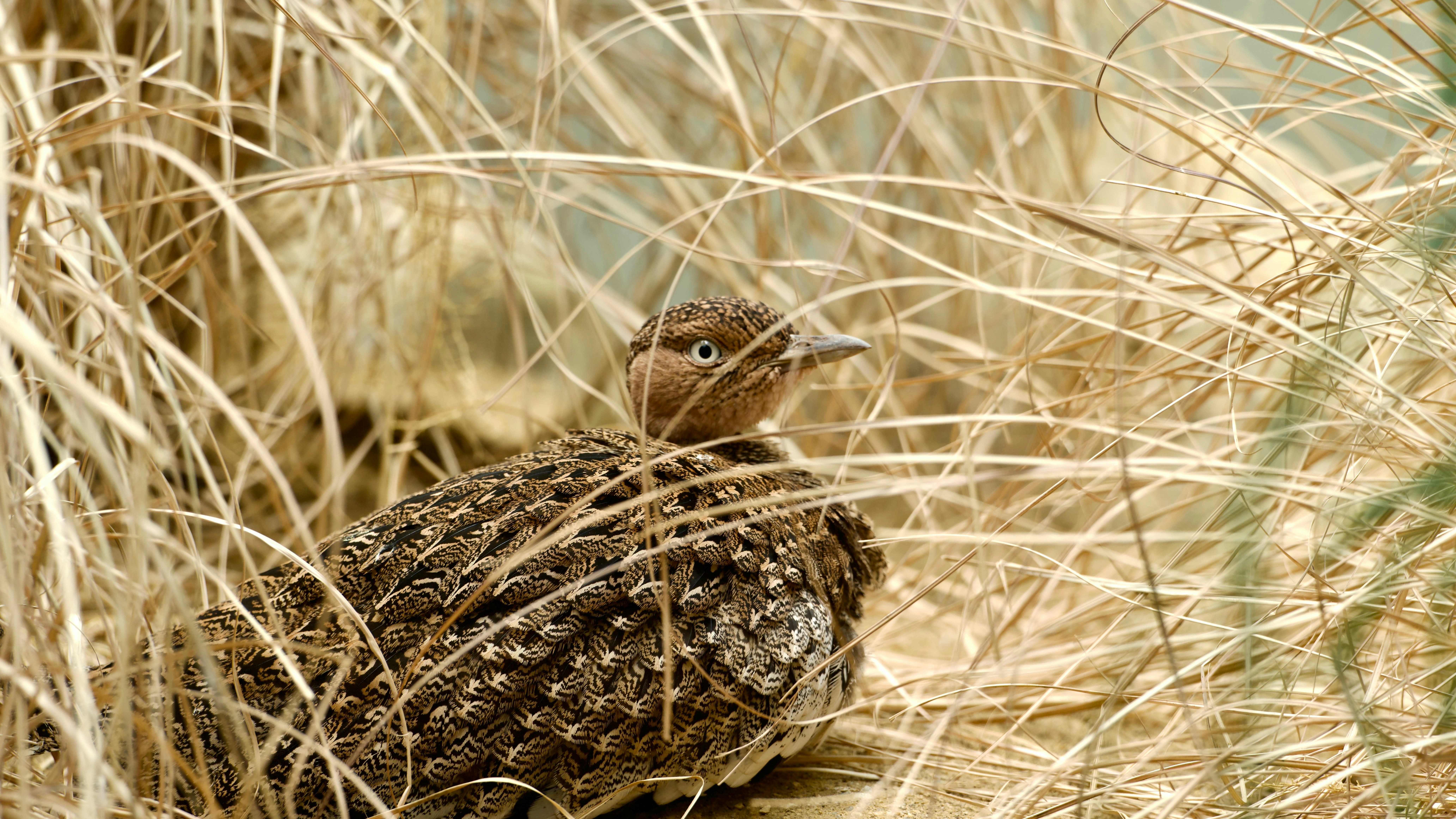 Whiskered Stalker in Golden Grass