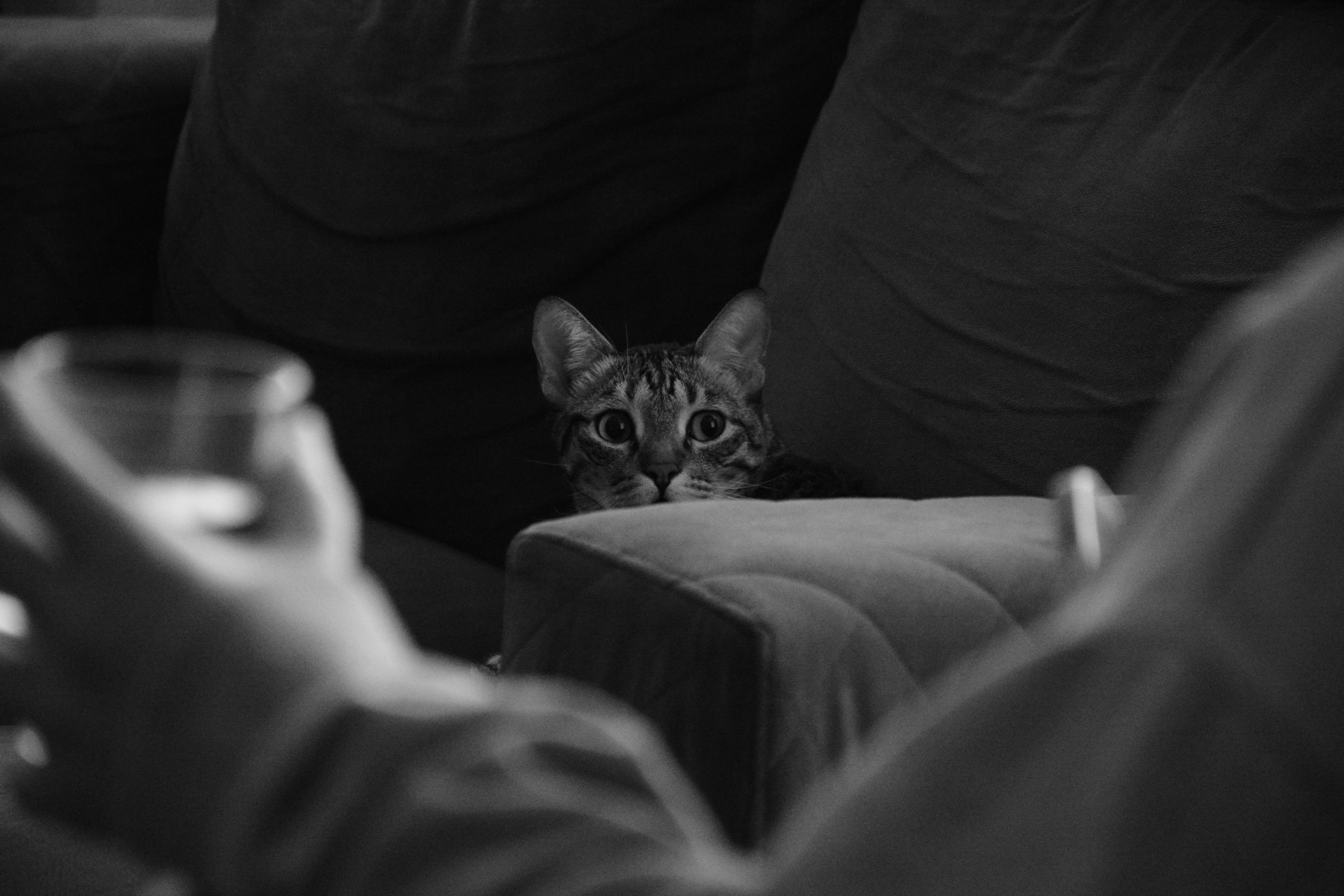 Peek of Curiosity: A Cat in the Quiet Living Room