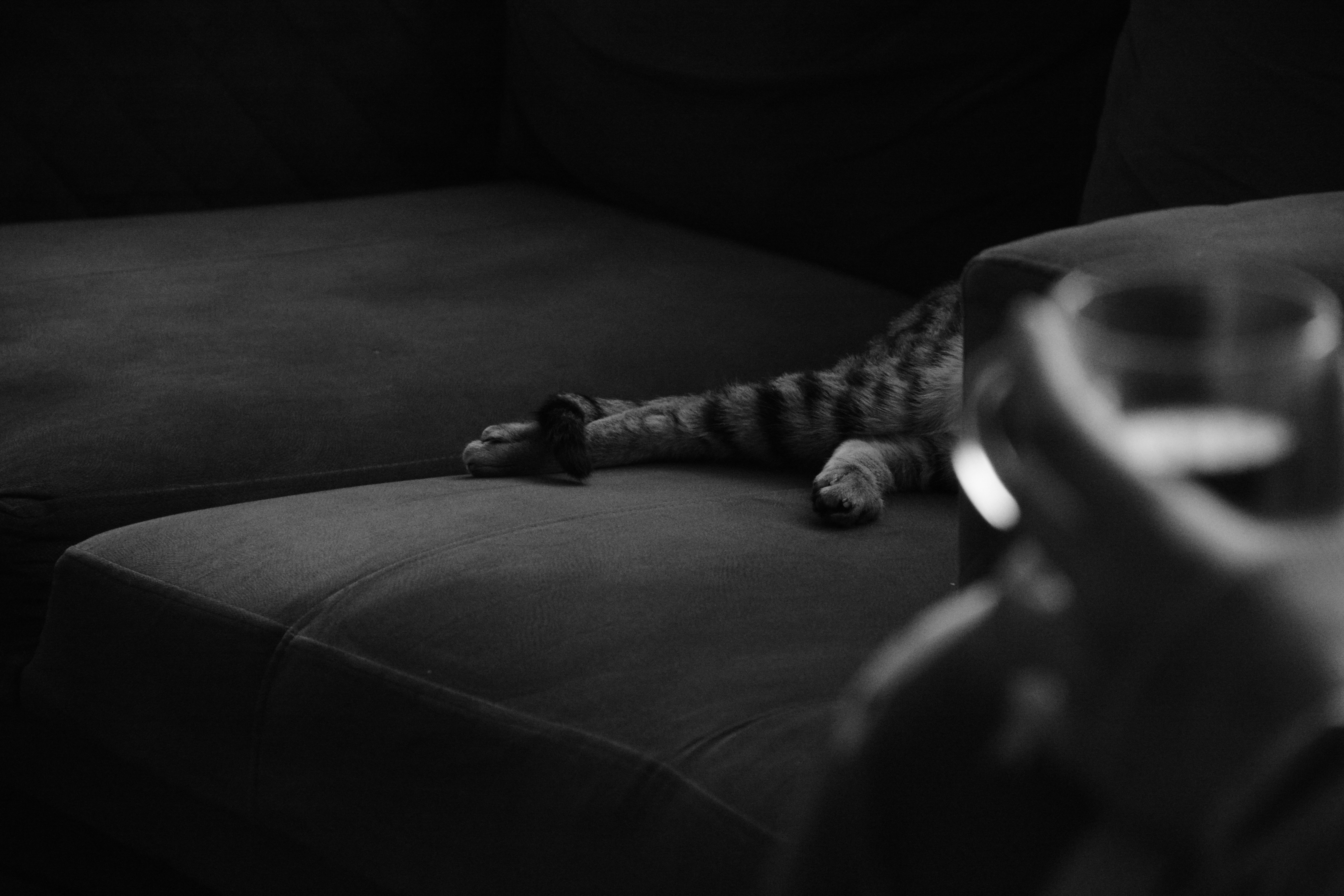 Half-hidden Whiskers: Quiet Friday on a Couch