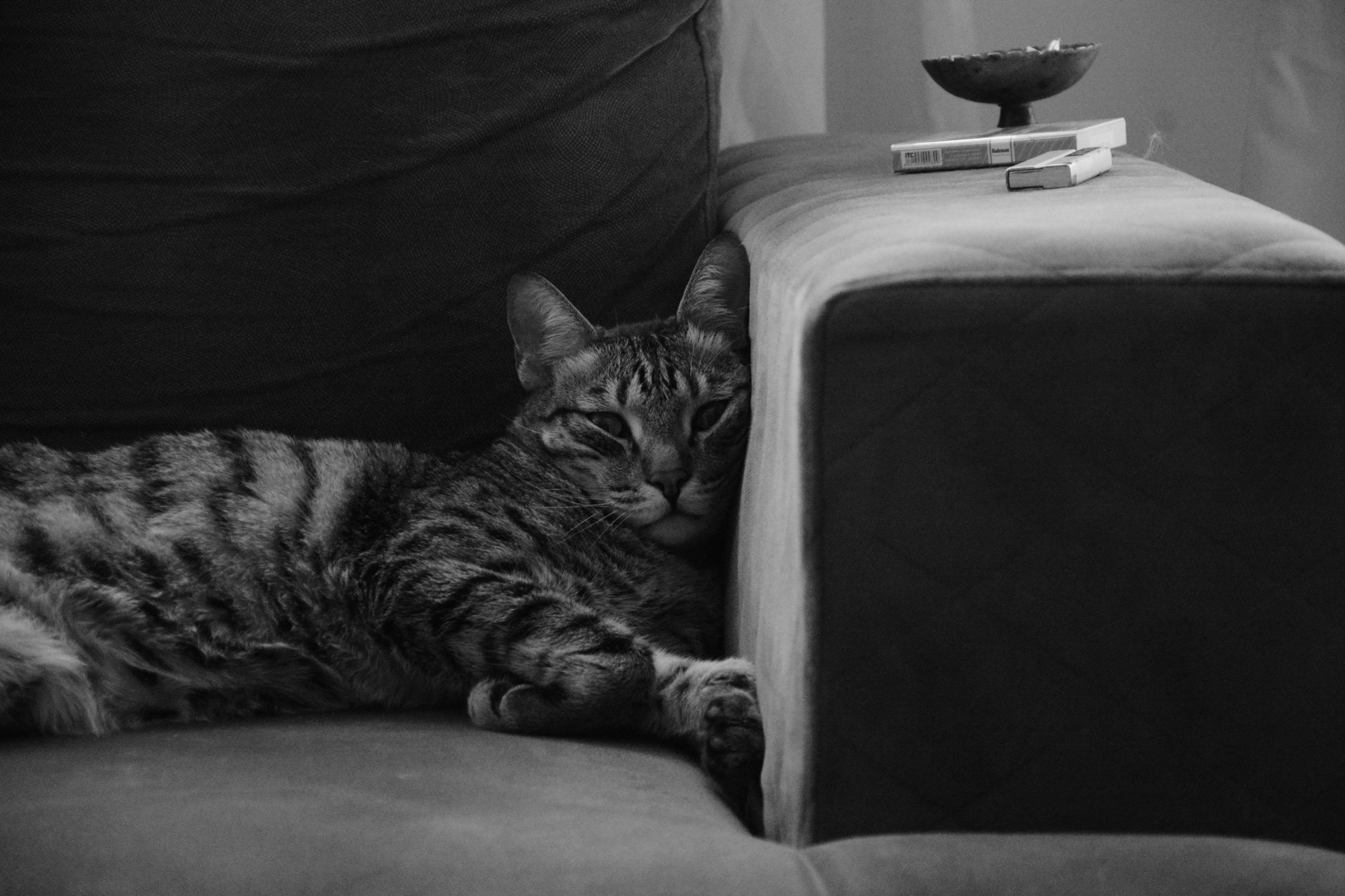 Napping Cat by a Side Table Still Life
