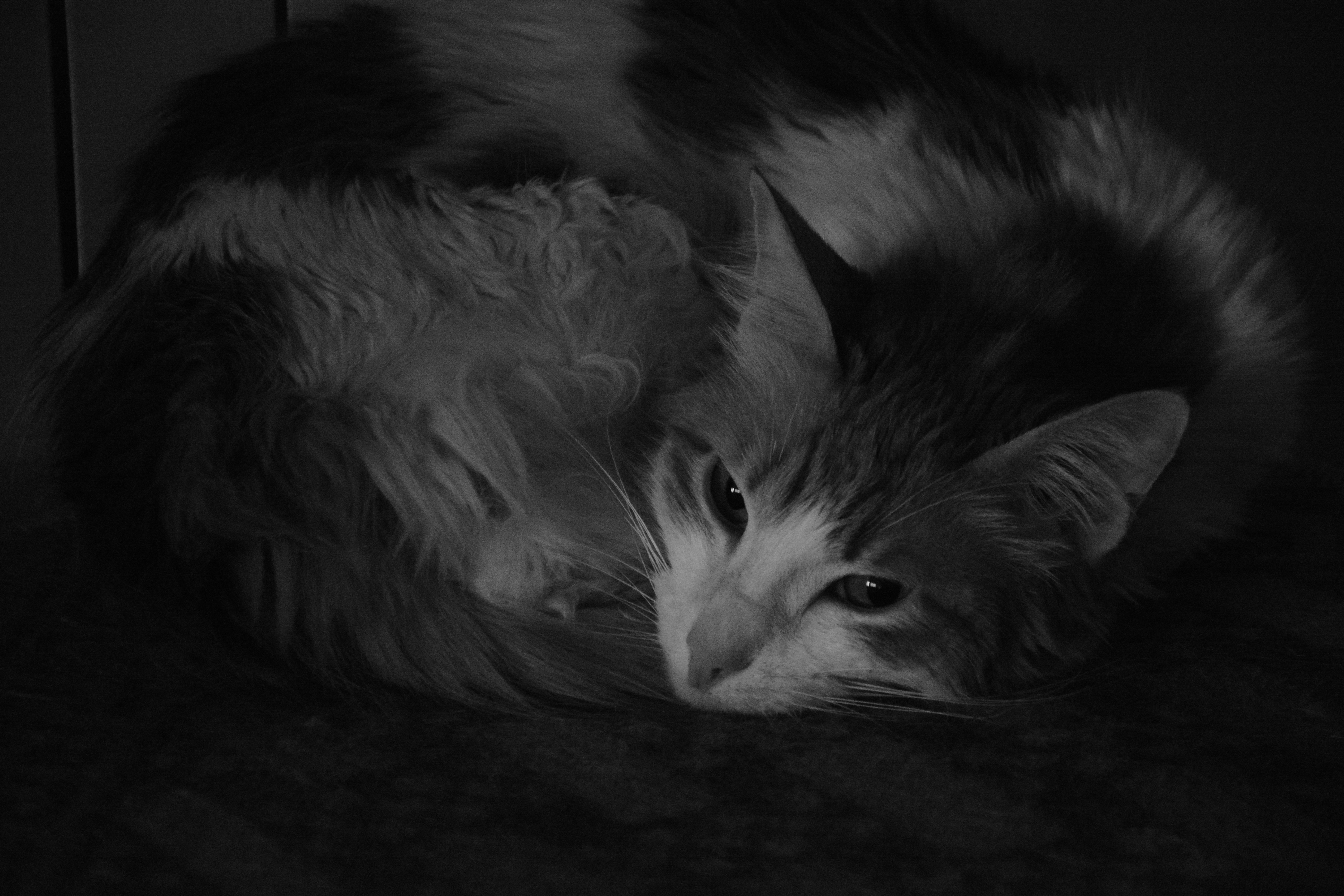 Cozy Night Guardian: A Sleeping Cat Emerges from Shadows