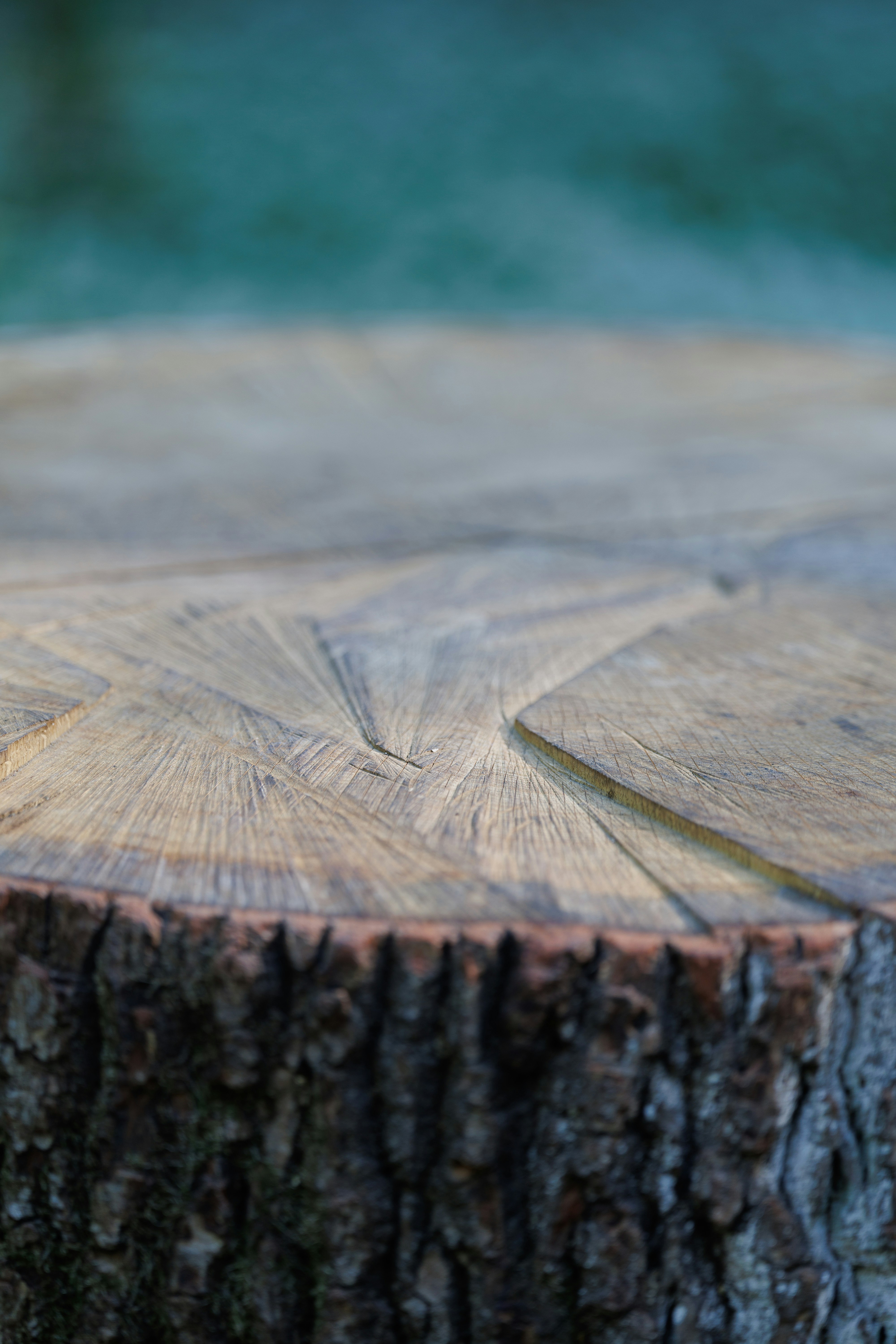Snowy Ring of Logs: A Stump's Quiet Edges