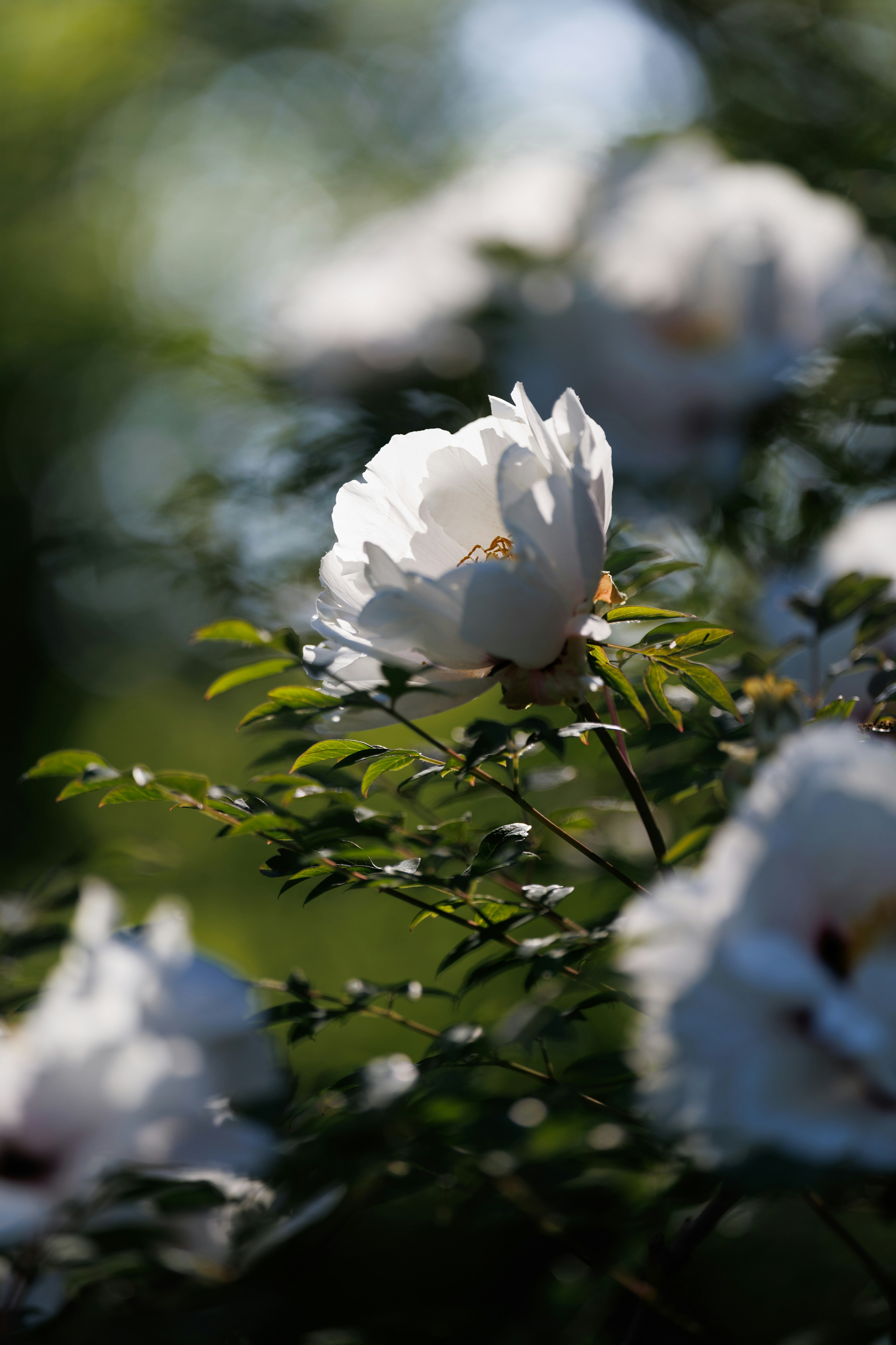 Petal Spotlight: A White Bloom Reaches into Soft Backlight