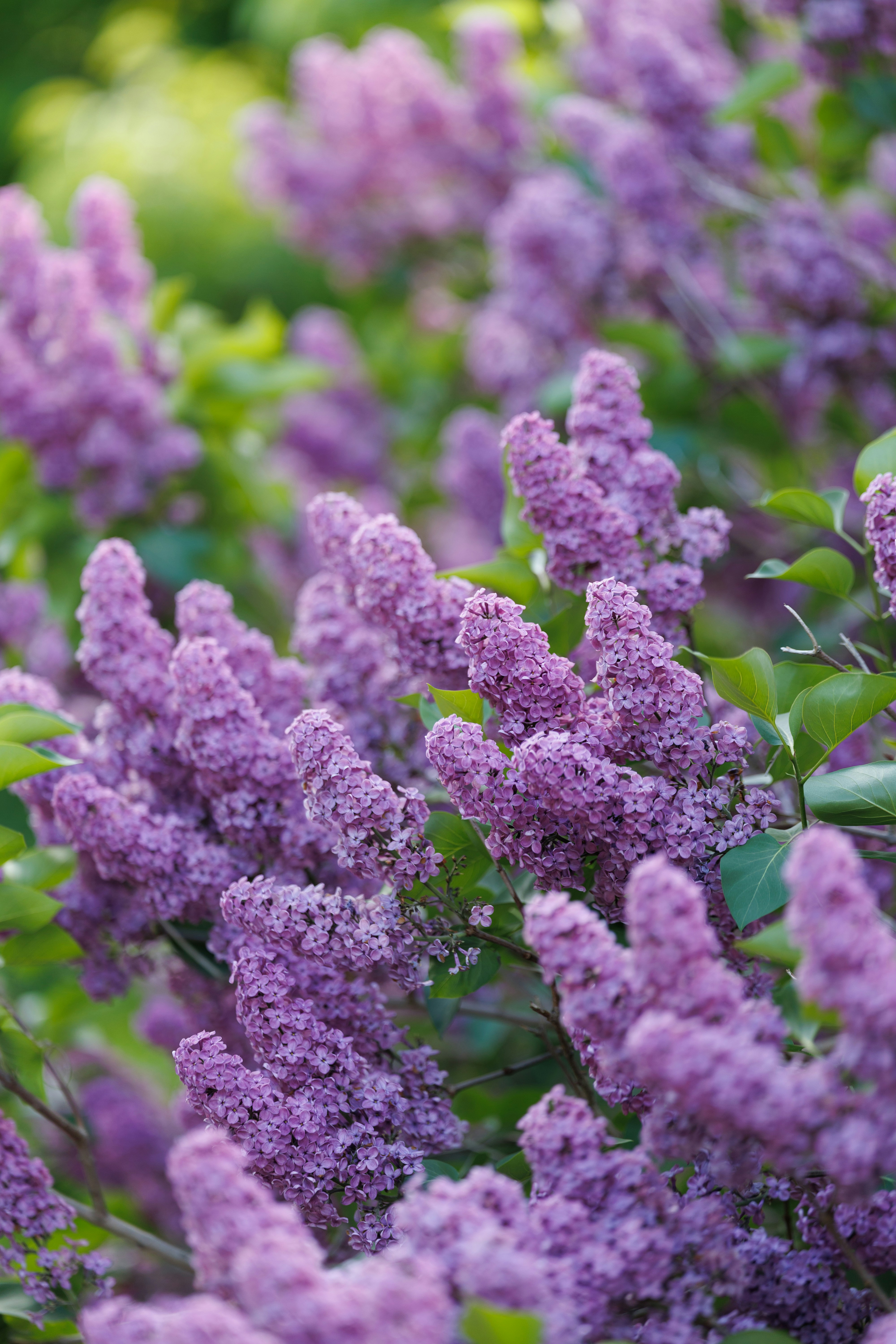 Lilac Cascade: A Burst of Purple in Soft Focus
