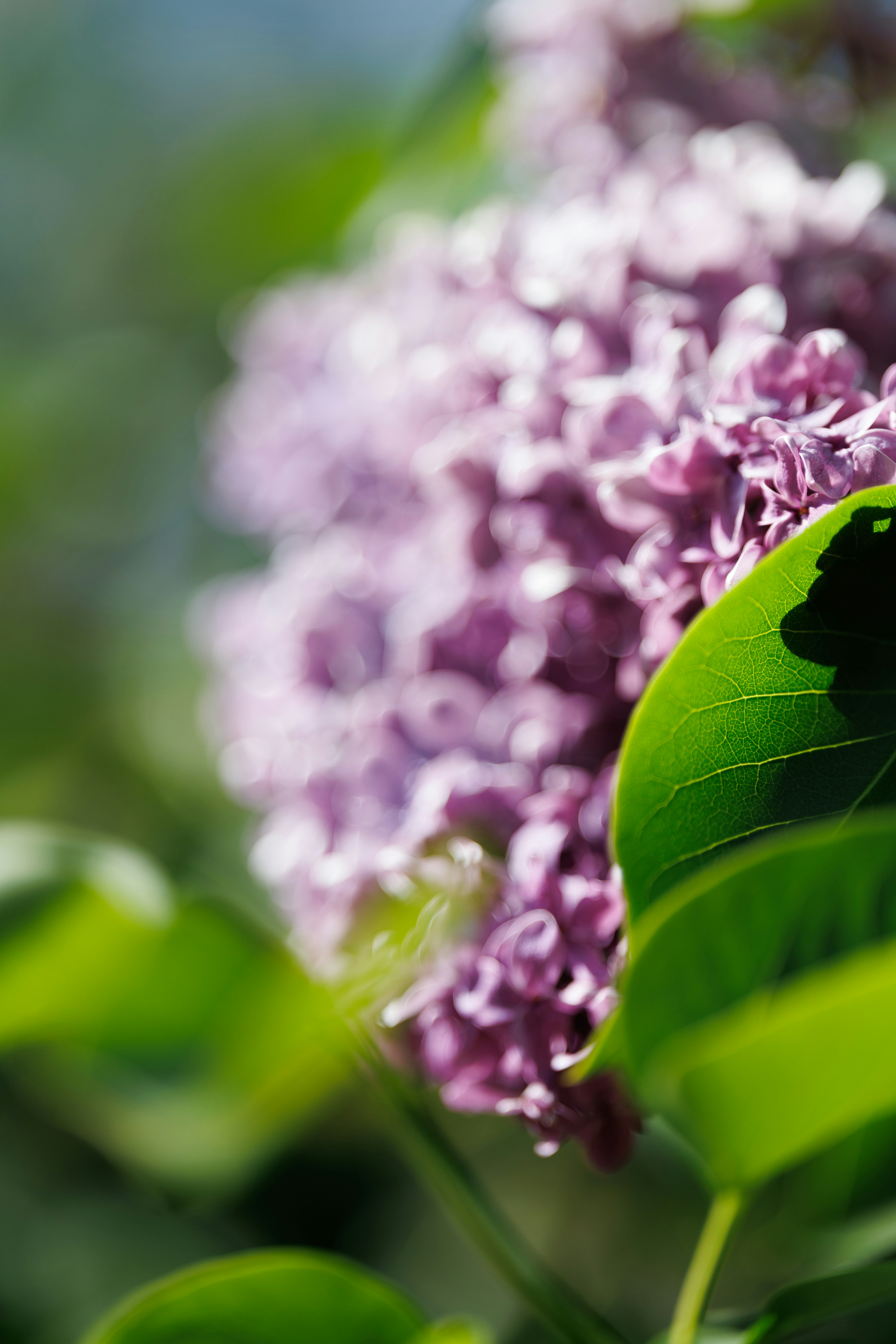 Purple Hydrangea Cluster Framed by Rich Green Foliage