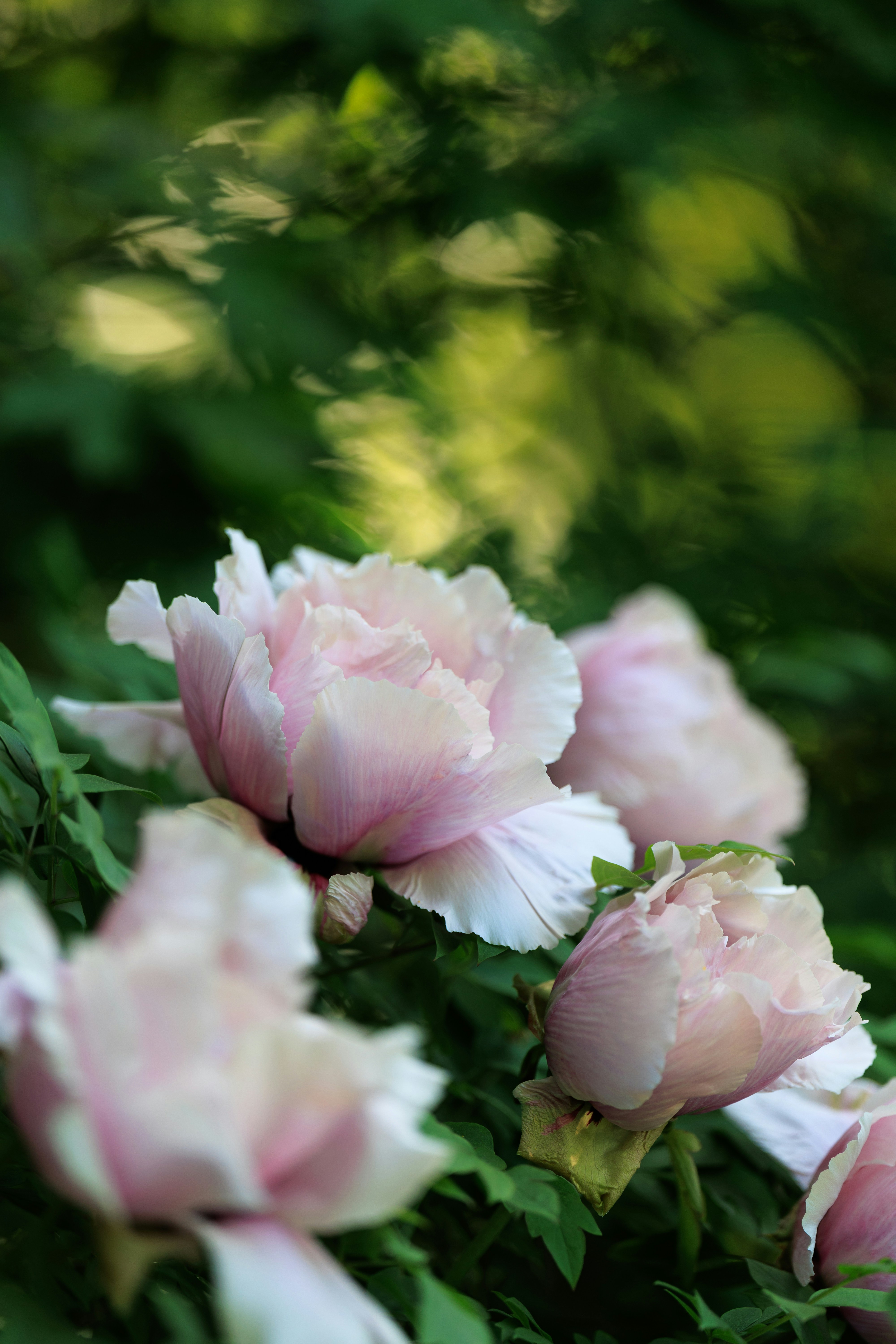 Soft-Pink Peonies in Quiet Garden Light