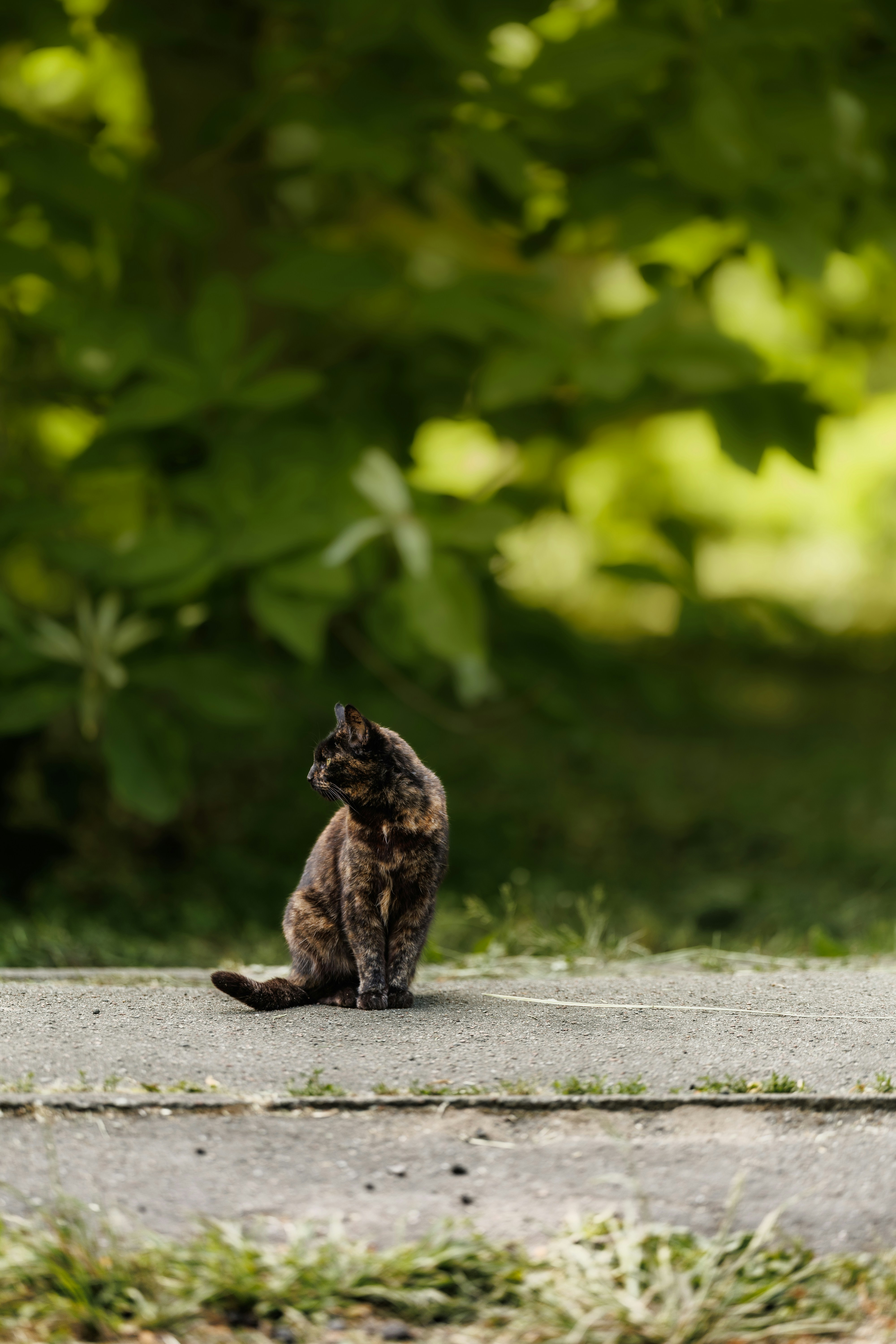 Striped Cat in Quiet Footpath Spotlight