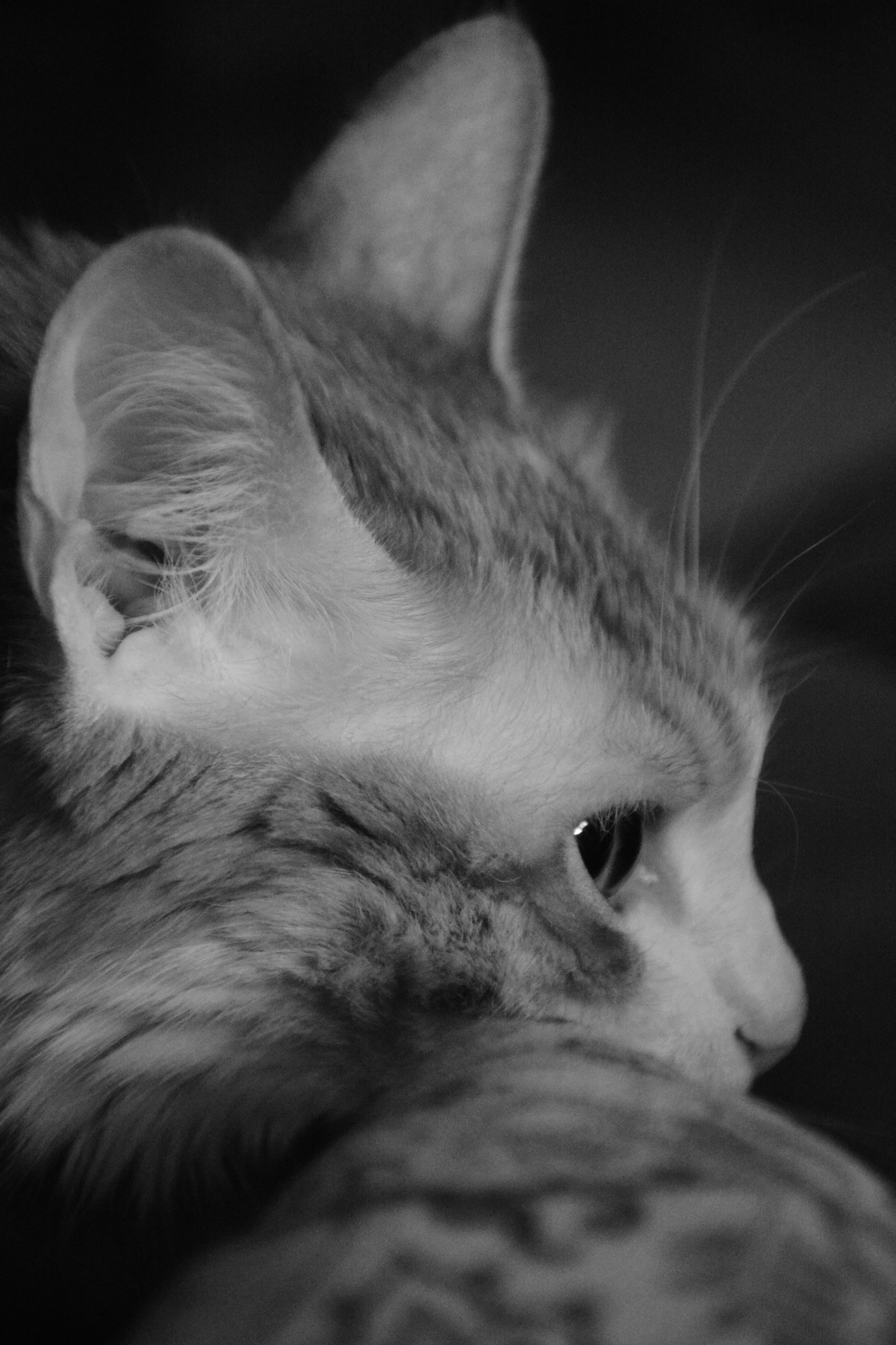 Close-up of a Cat in Quiet Focus