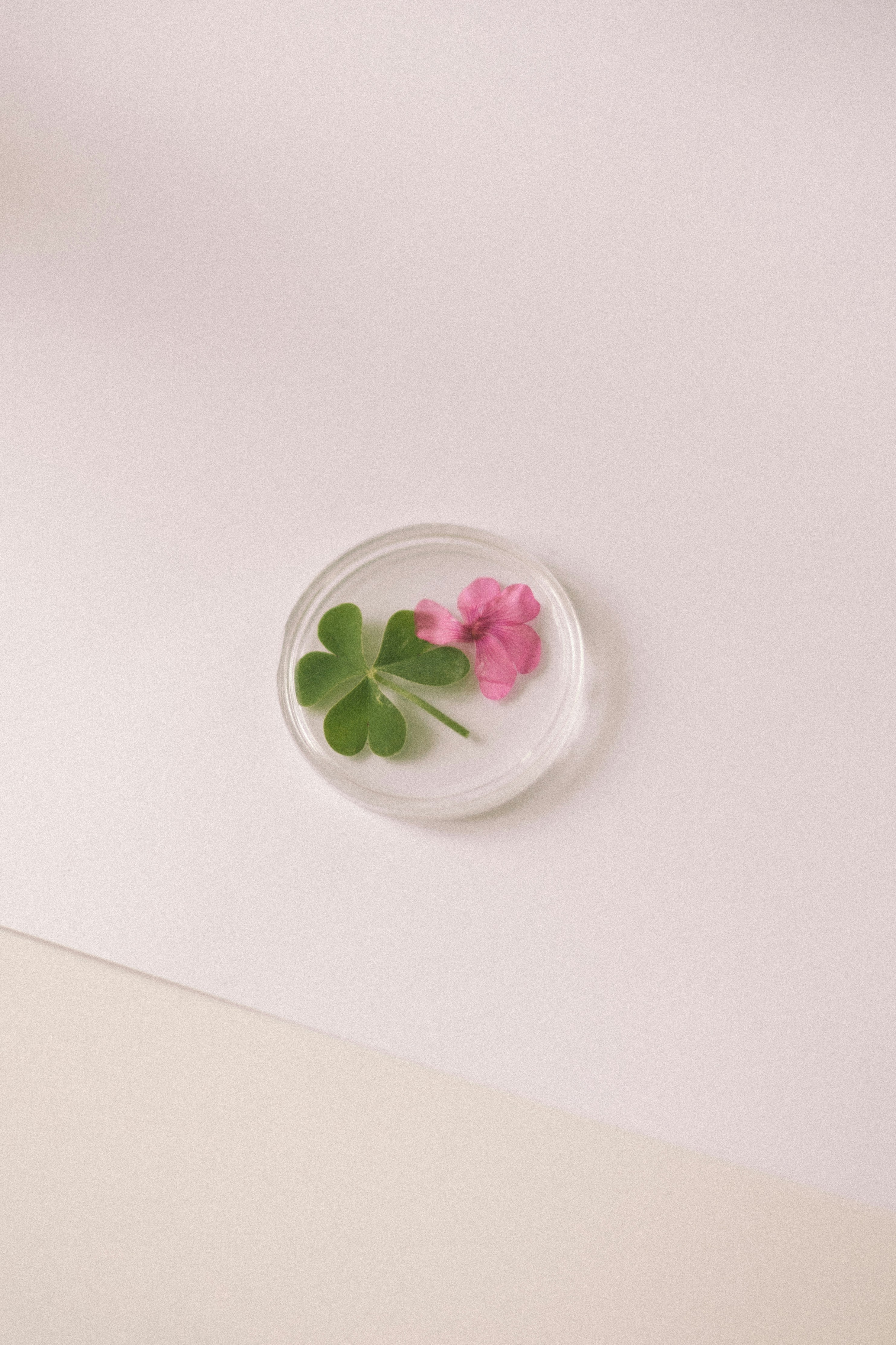 Minimal Green: Four-Leaf Clover and Pink Bloom on Quiet White