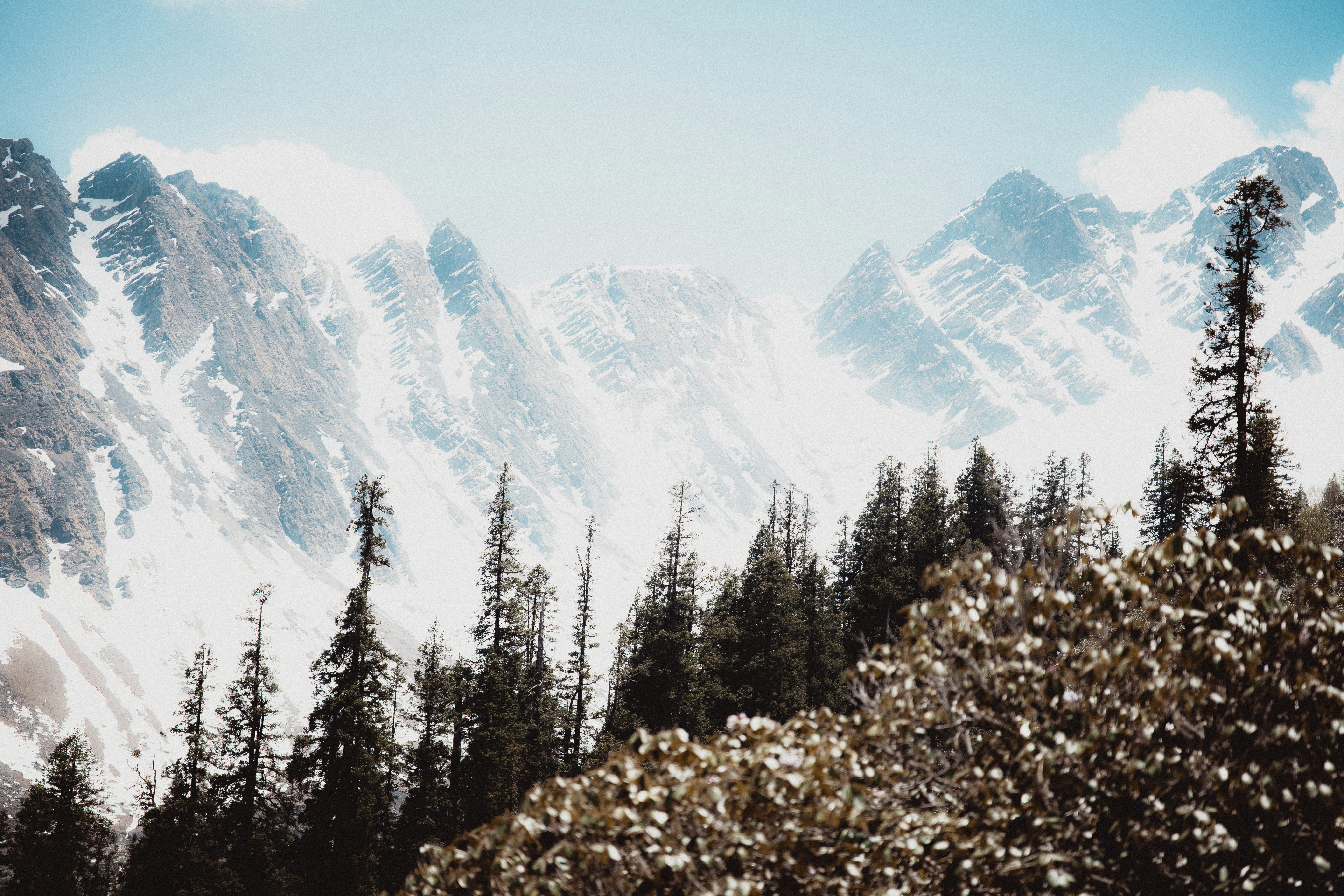 Snowbound Peaks Beyond the Forest Rim