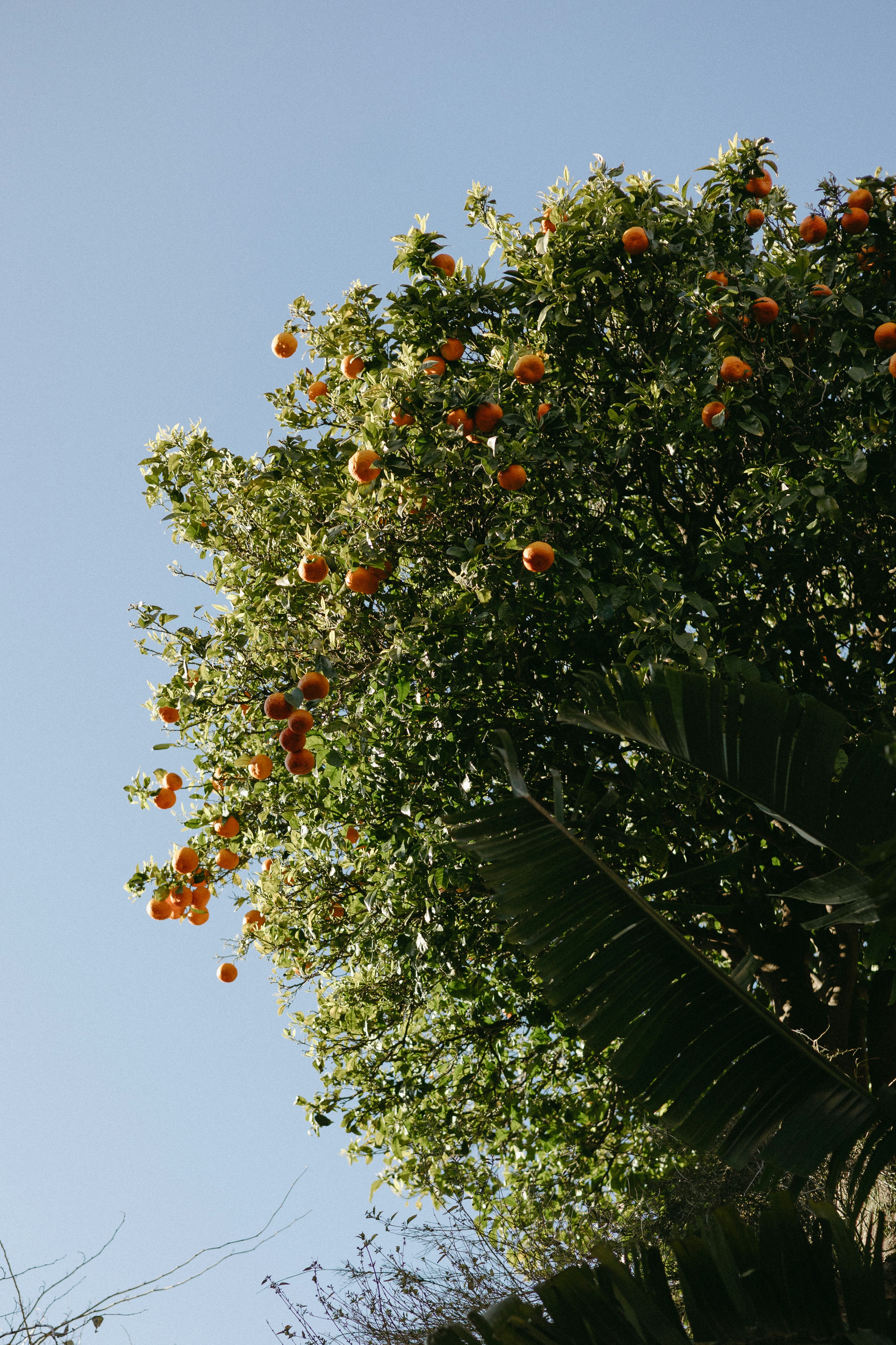 Fruit-laden canopy against a clear afternoon sky