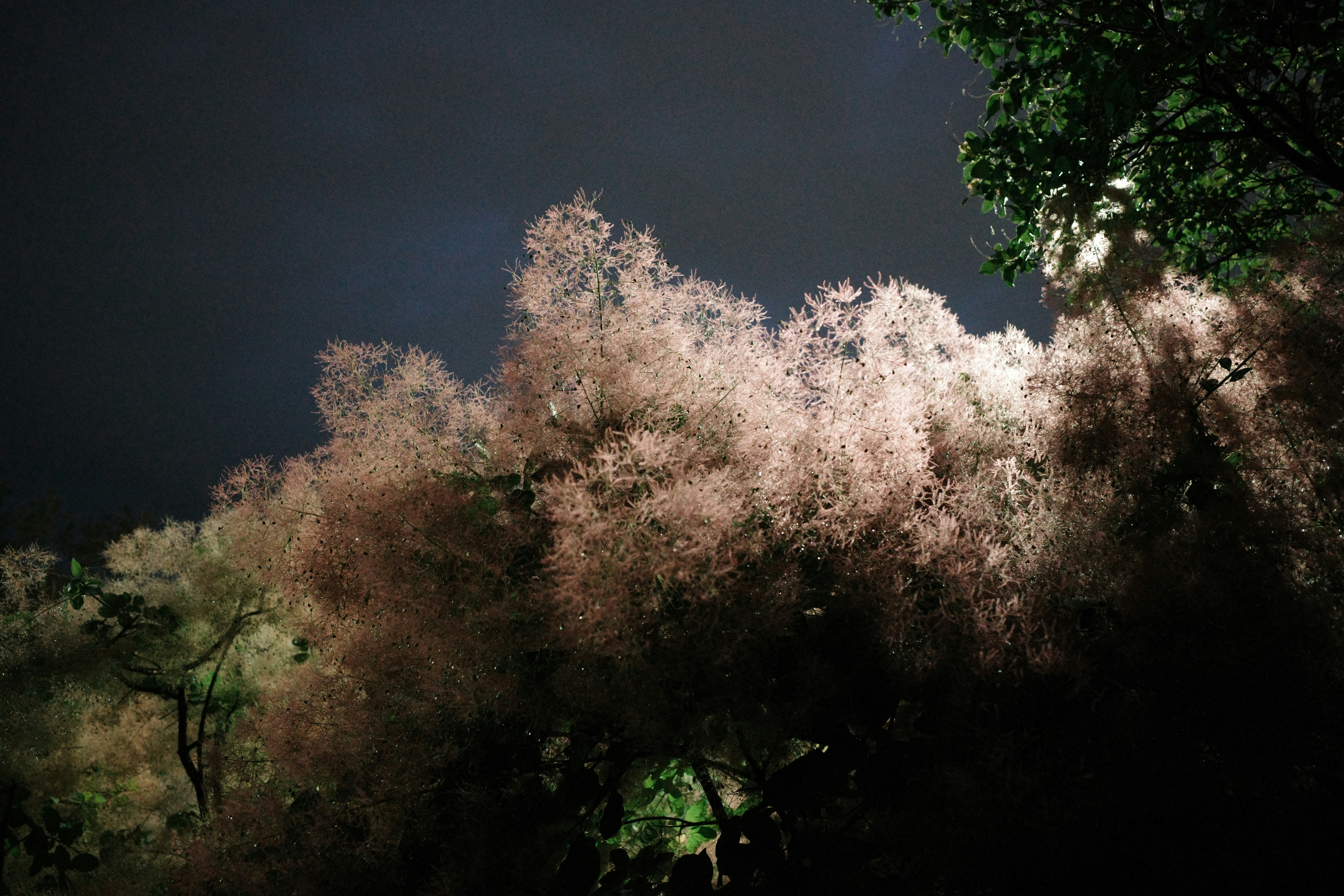Moonlit Canopy: Night Bloom Above the Dark Unknown