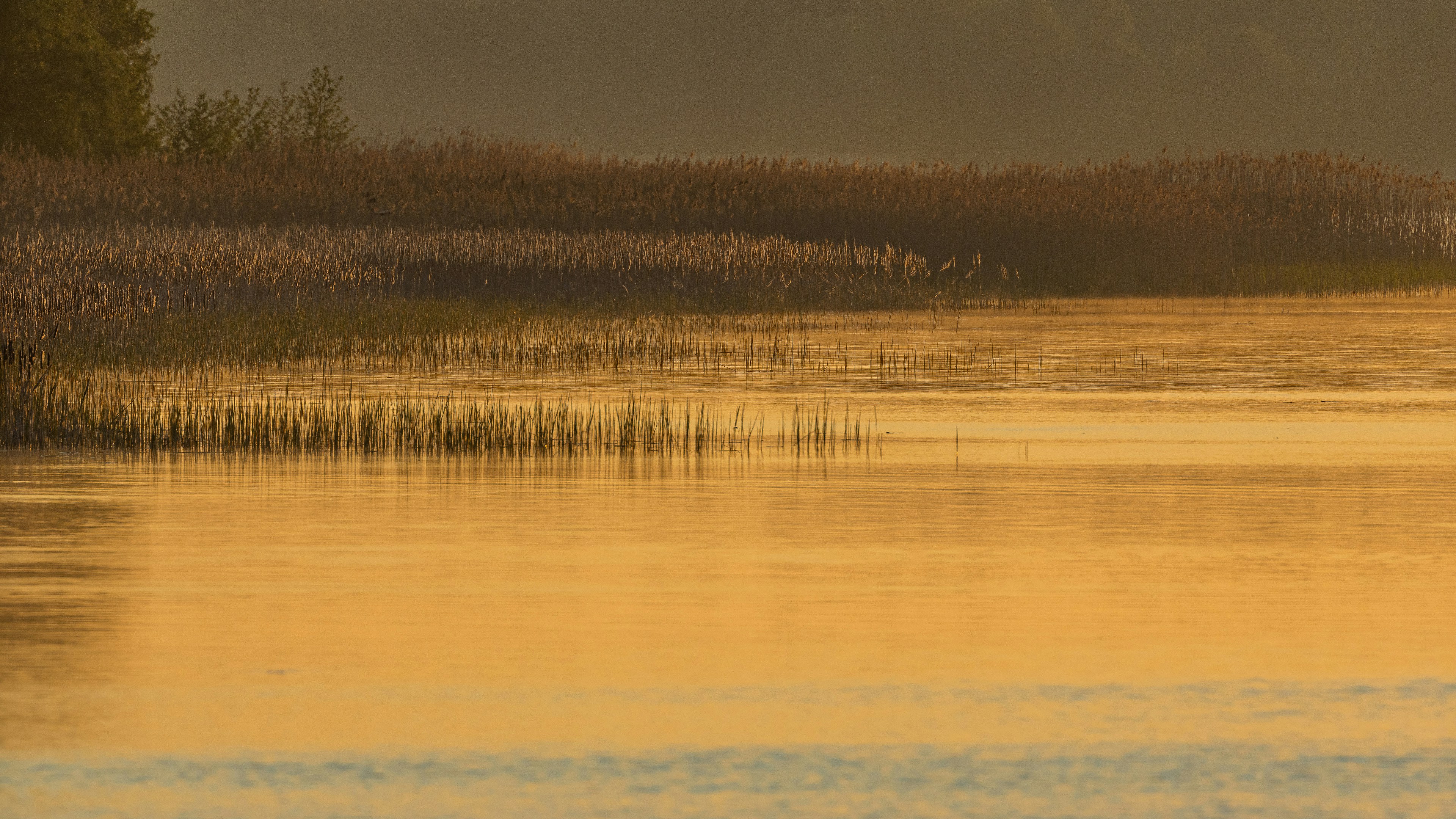 Golden Quiet: Riverbank at Dusk