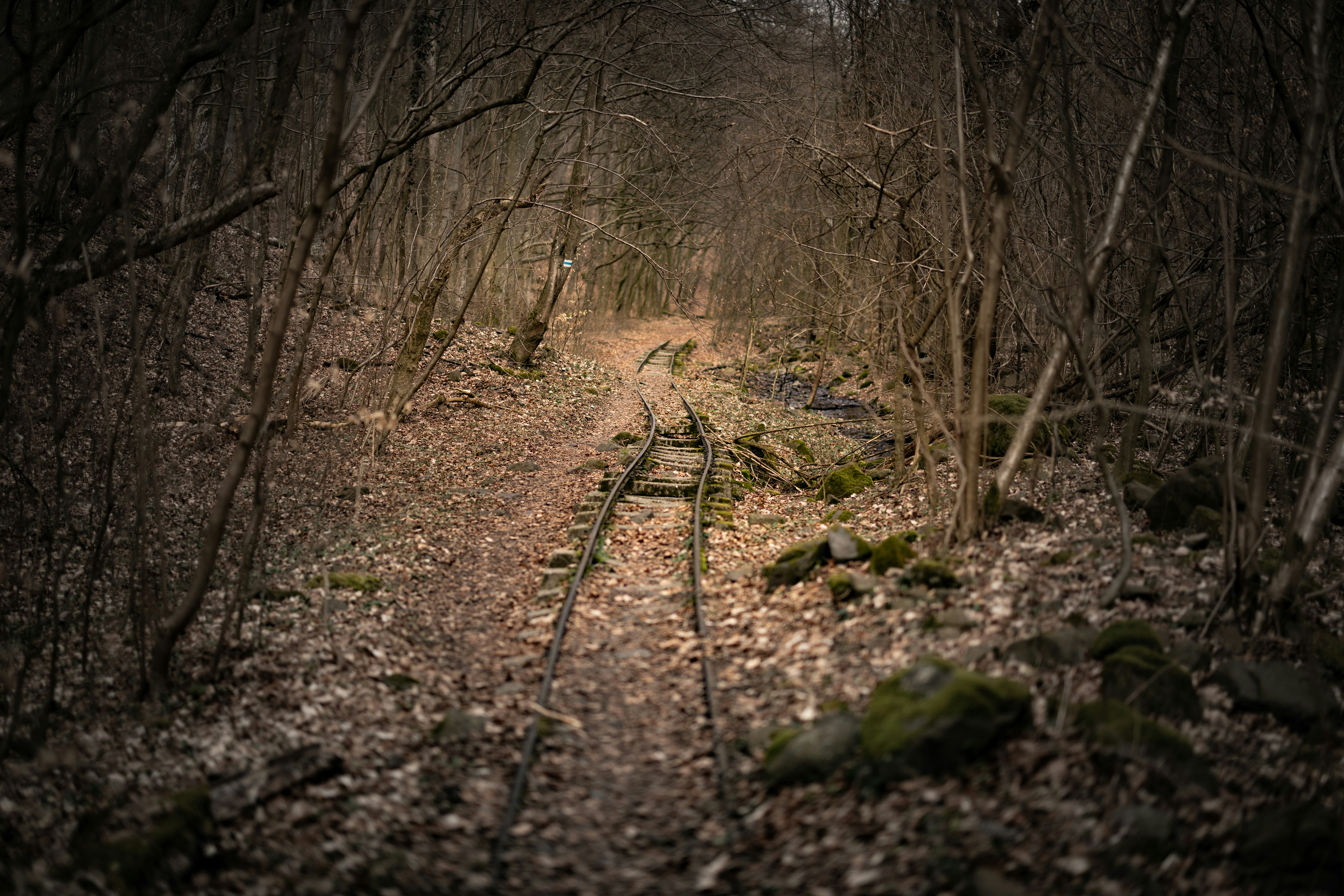 Overgrown Rails: A Quiet Descent Through Winter leaves