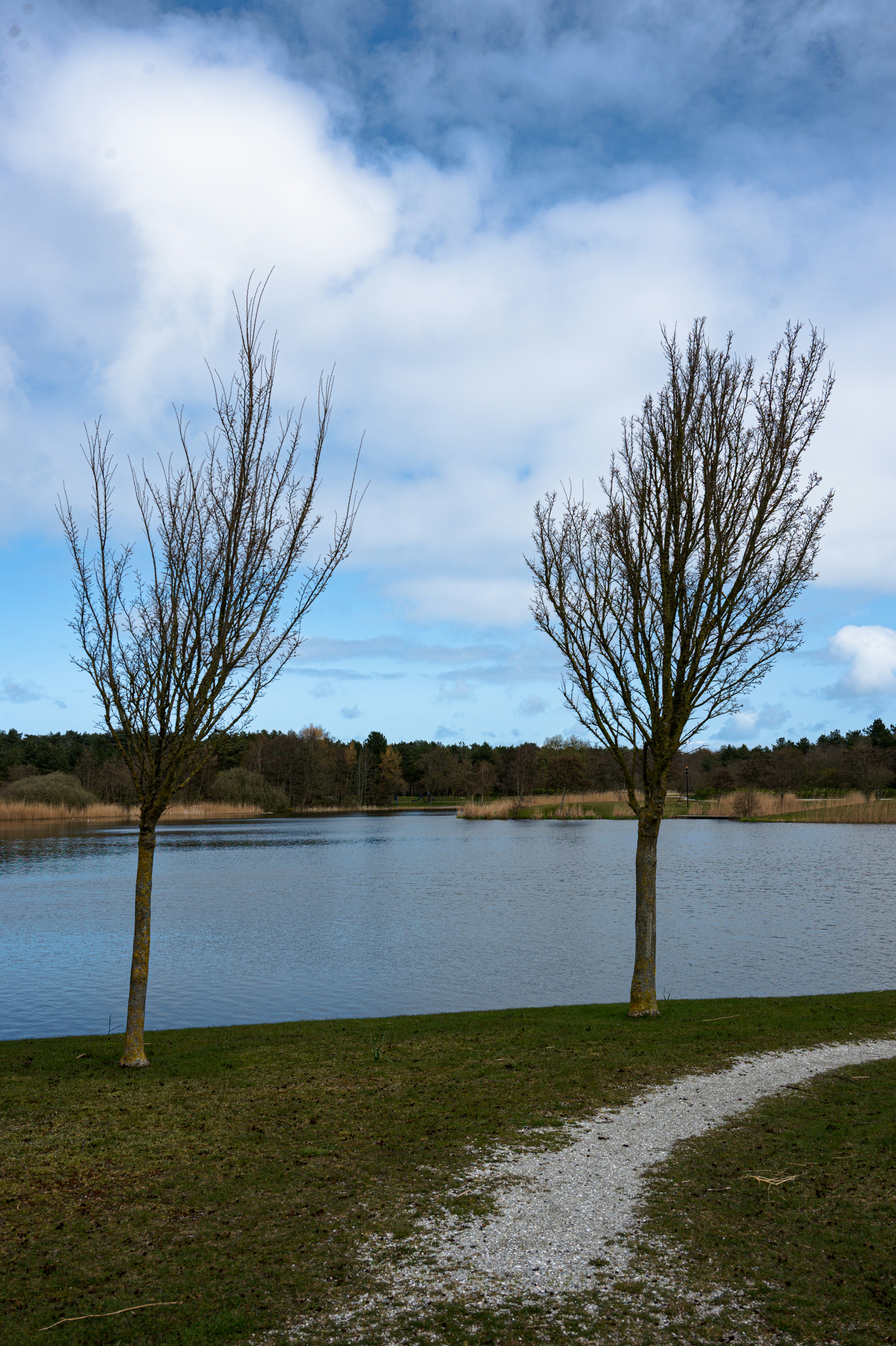 Winter Remnant Trees by a Serene Lake
