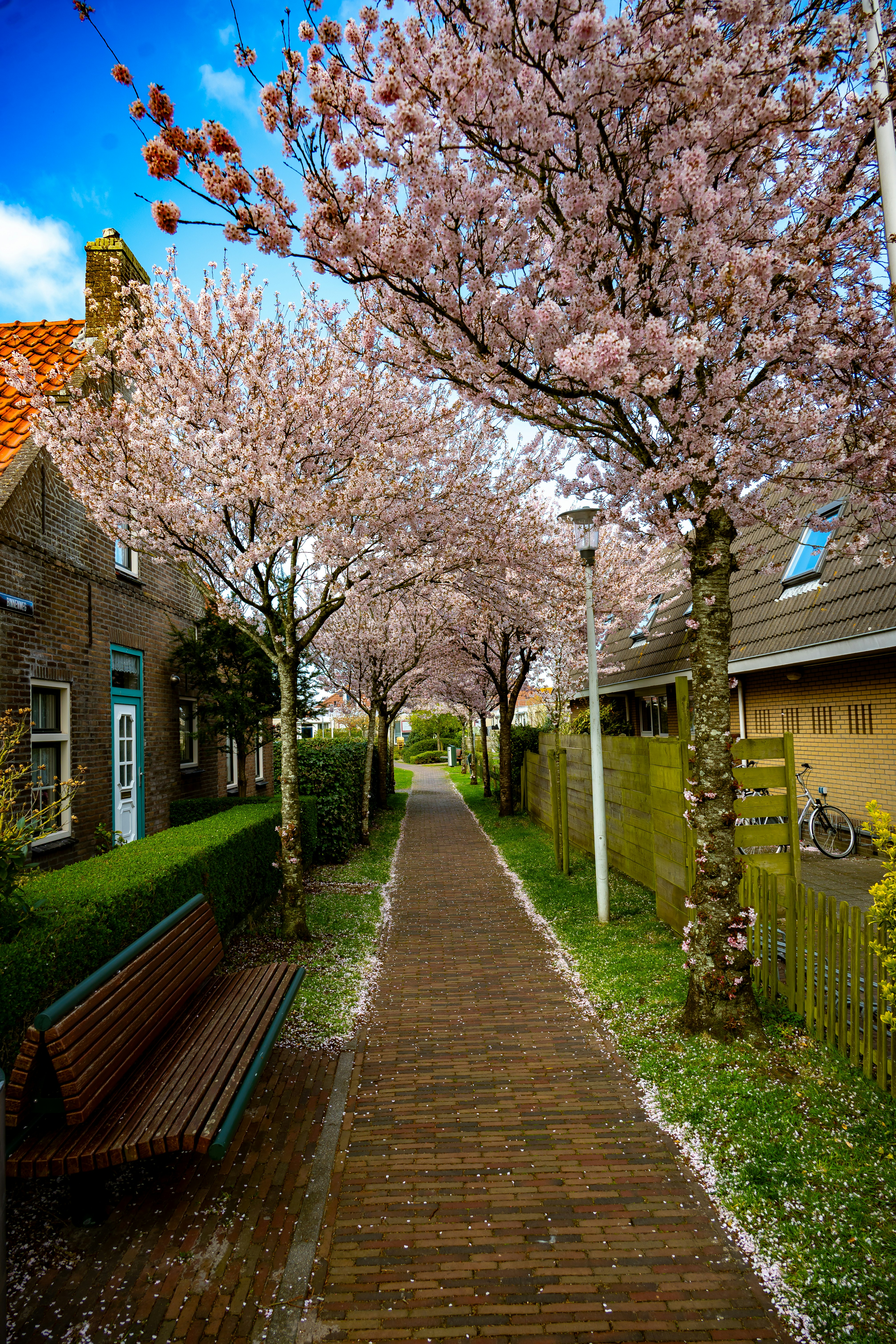 Cherry-Row Path: A Sunlit Alley of Blooms