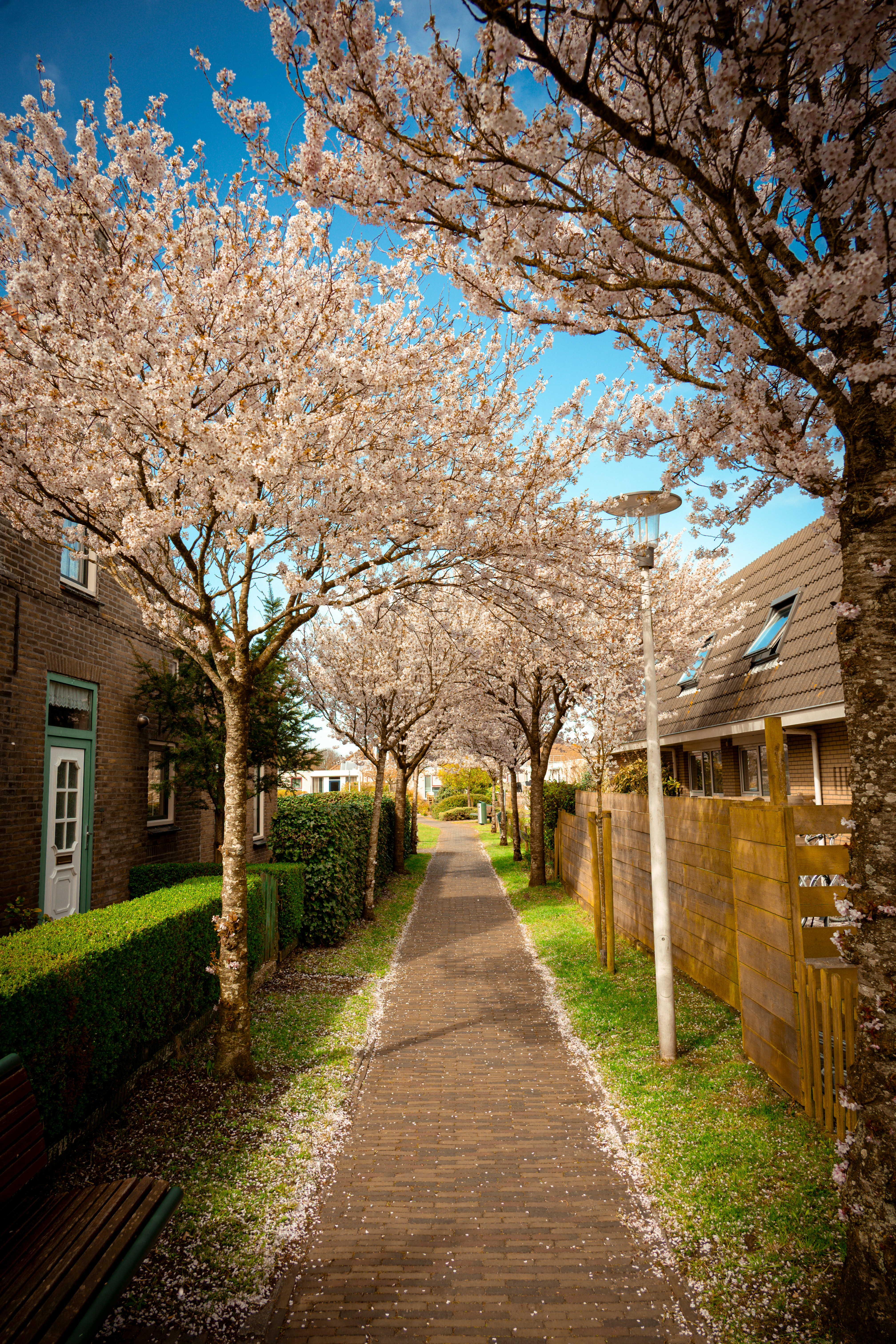 Cherry Blossom Alley: A Sunlit Path Between Quiet Homes
