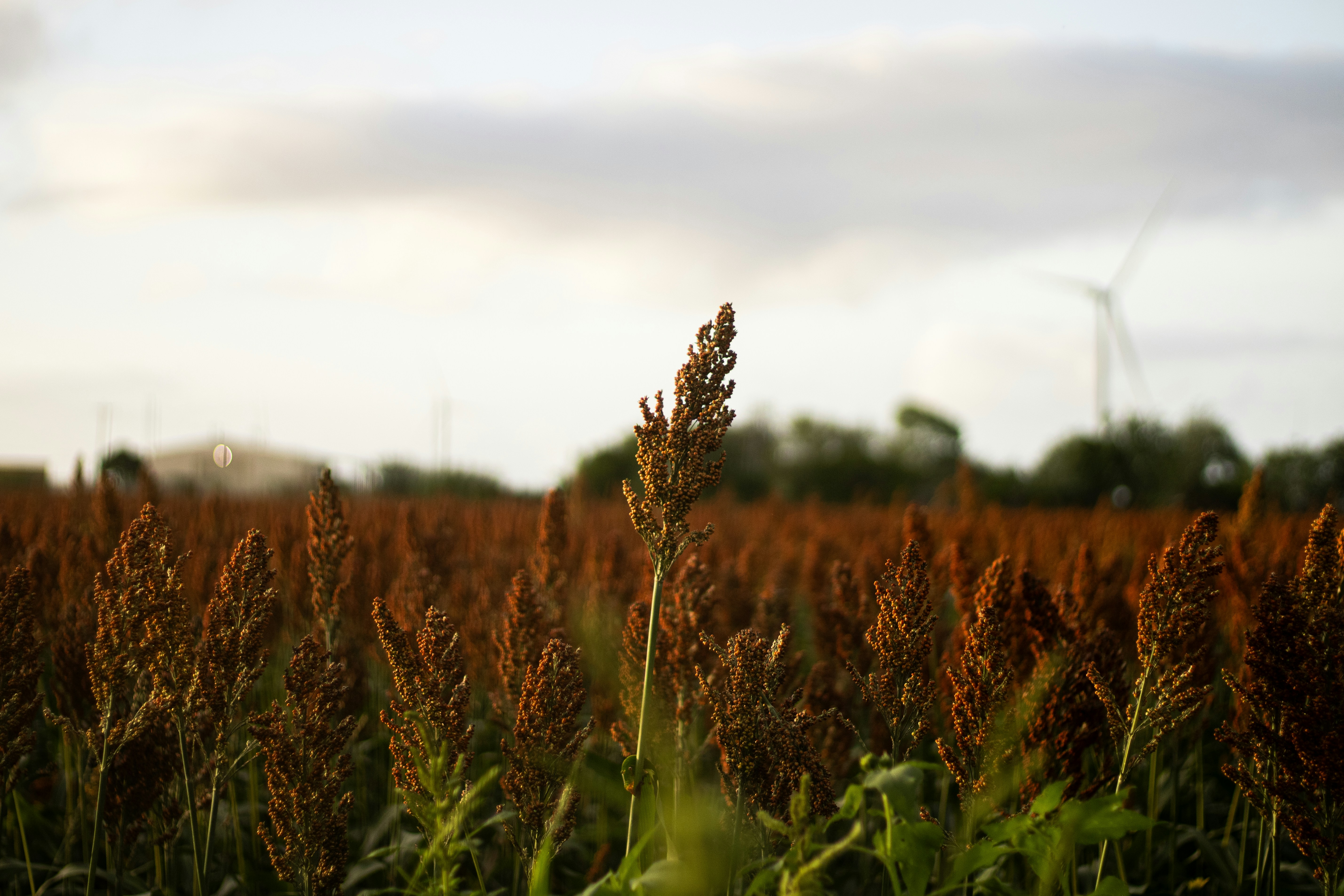 Single reed in a sunlit field with distant wind turbine silhouettes