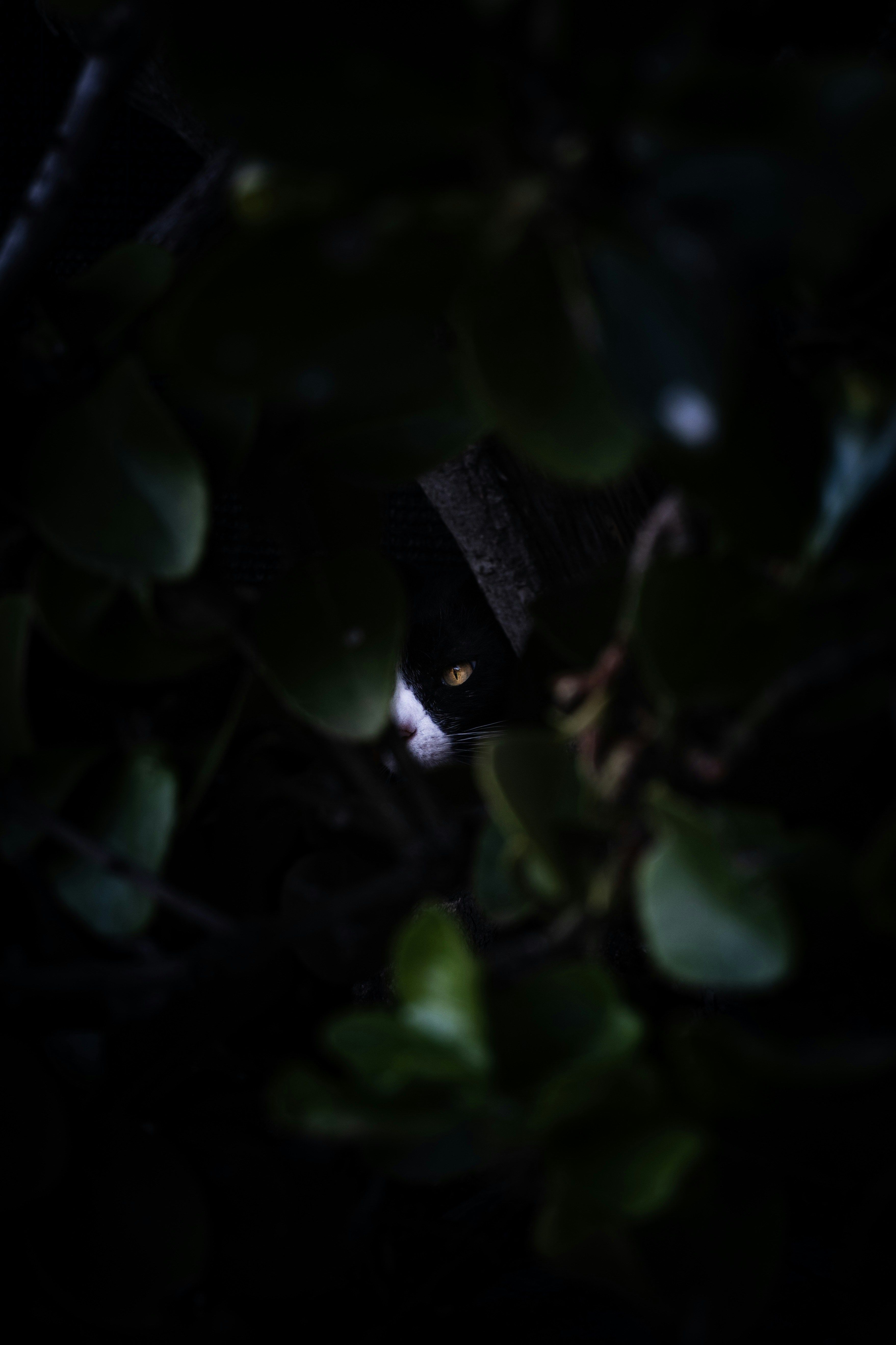 Hidden Gaze: A Cat’s Eye in the Night Garden