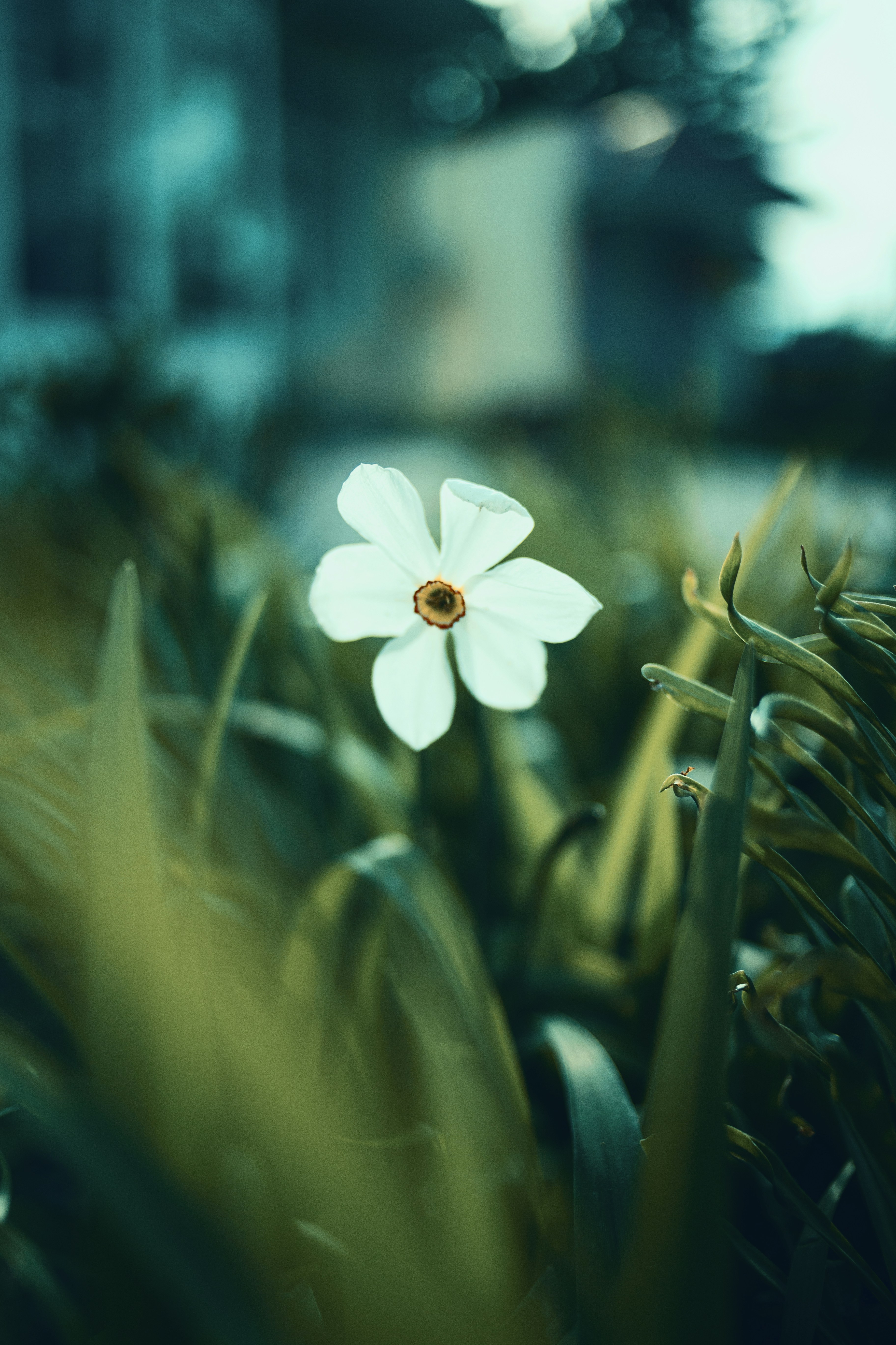 Single White Flower Rising Through the Grass at Dusk